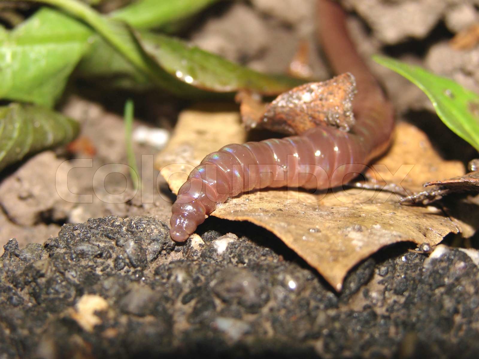 Erde-Wurm | Stock Bild | Colourbox