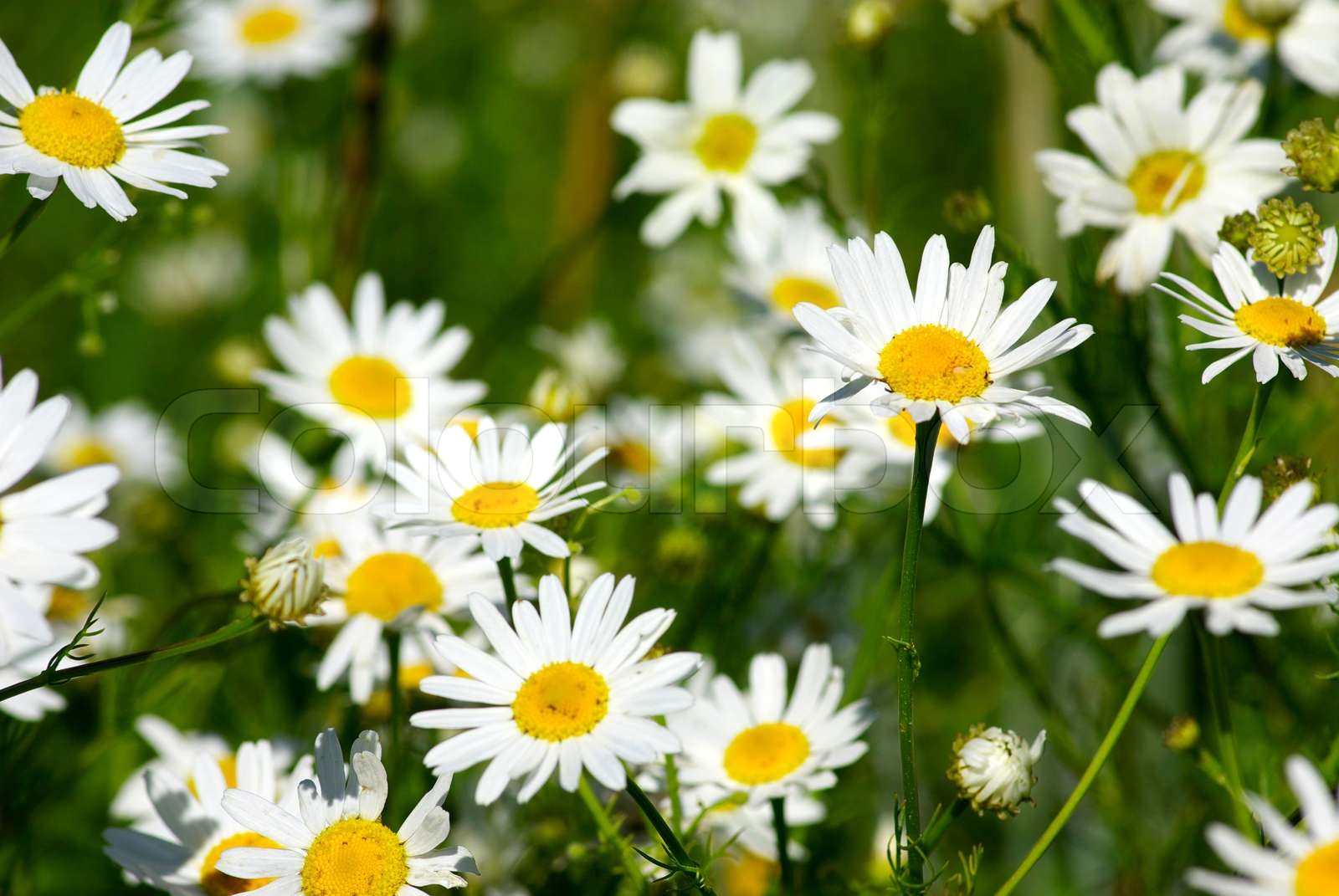 Kamille | Stock Bild | Colourbox