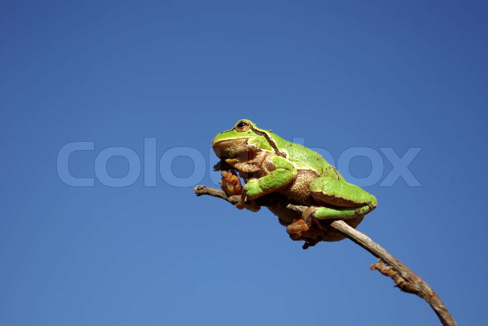Frosch | Stock Bild | Colourbox