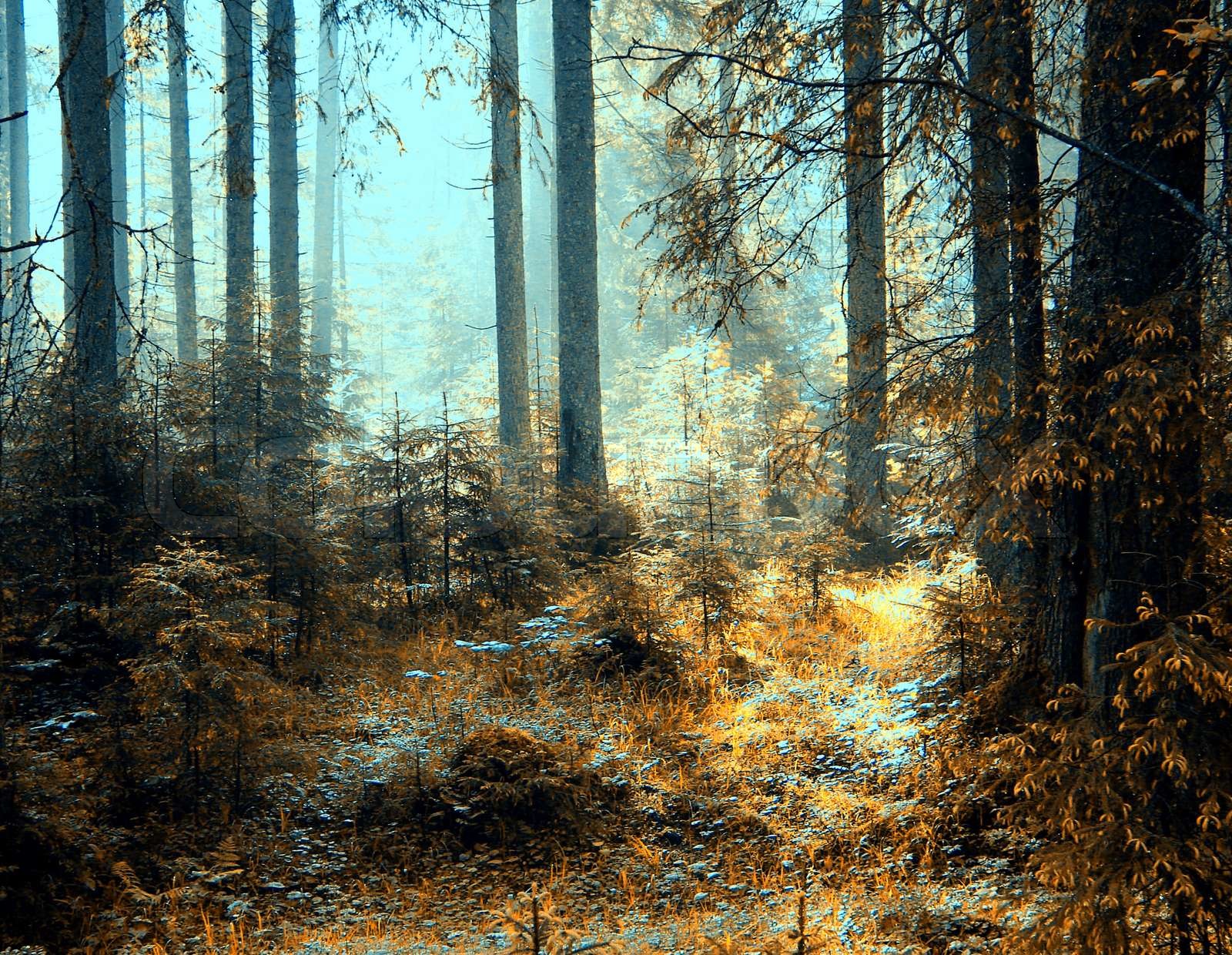forest | Stock image | Colourbox
