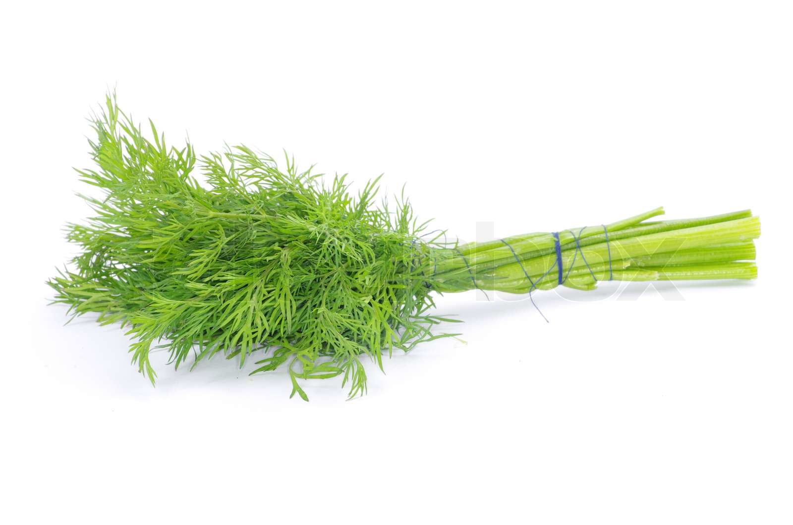 Dill | Stock Bild | Colourbox