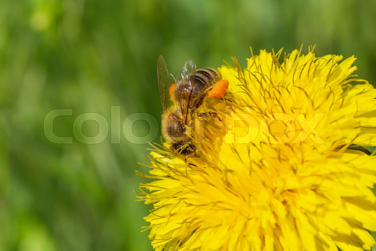 biene, wild, honig | Stock Bild | Colourbox