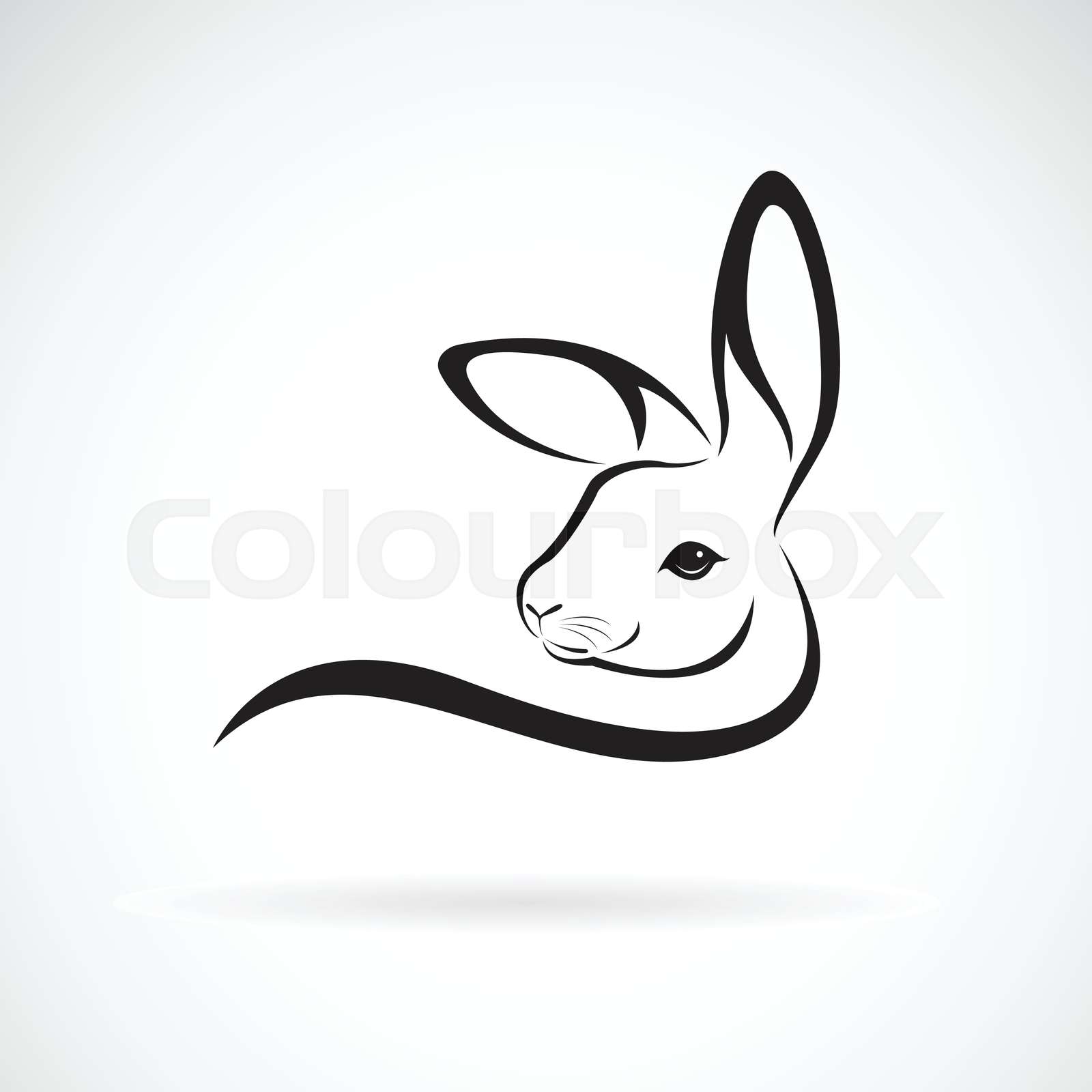 Rabbit Head Drawing