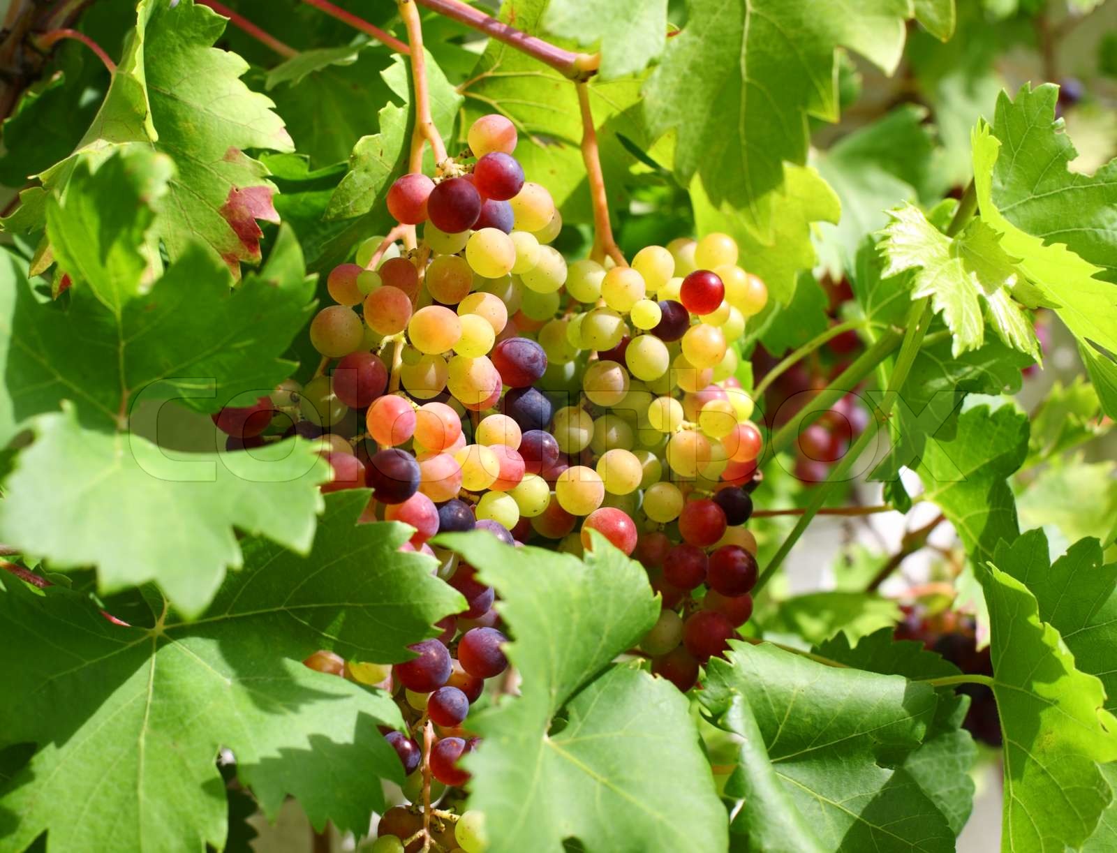 Unripe grapes in the garden | Stock image | Colourbox