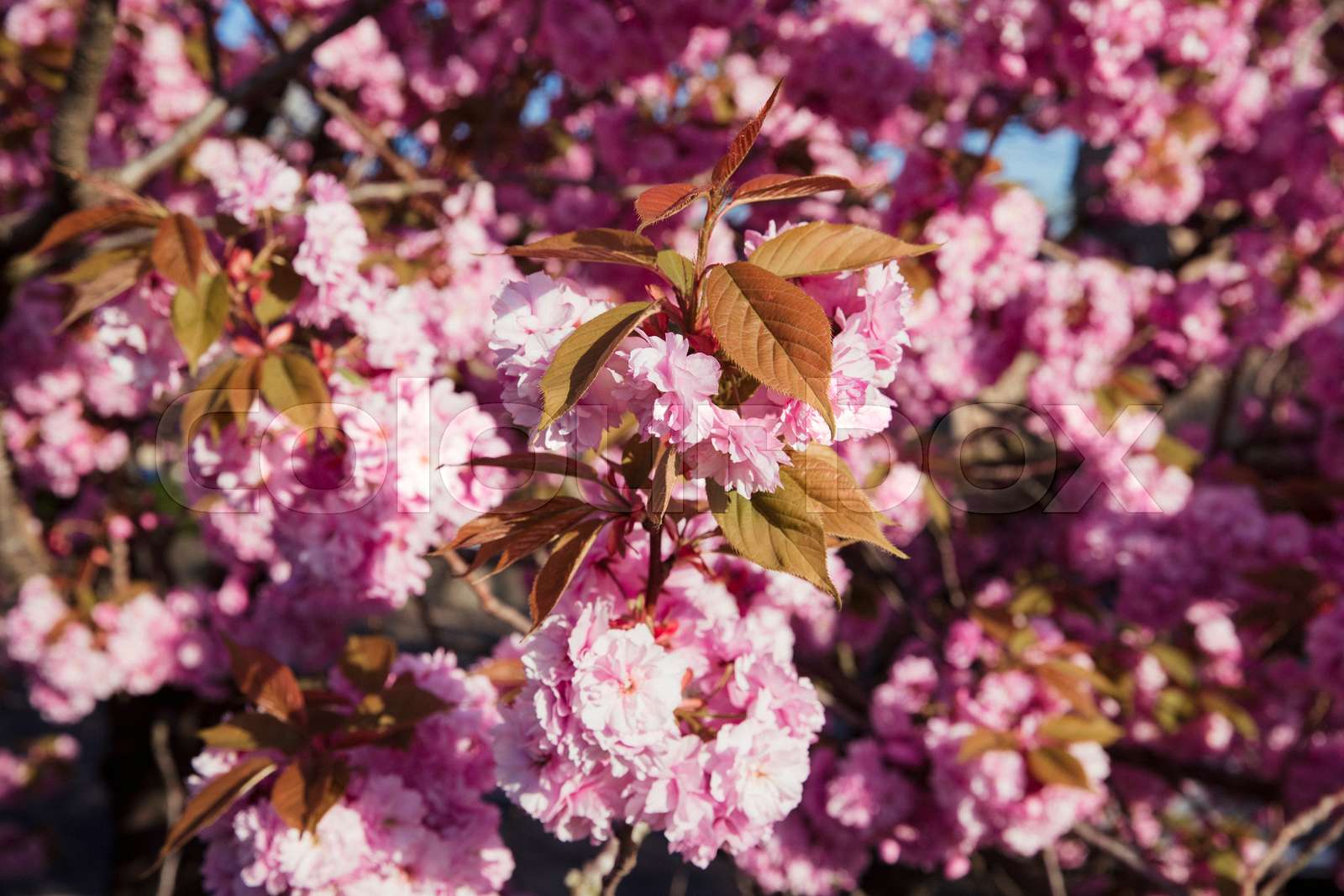 Pink Blossom Tree | Stock image | Colourbox