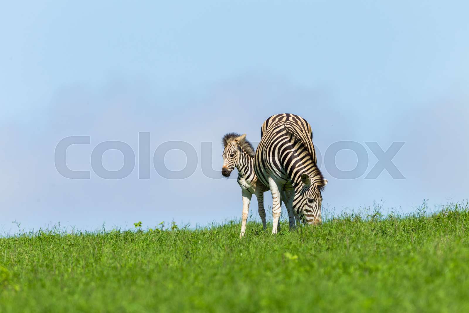 Zebra Calf Summer | Stock image | Colourbox
