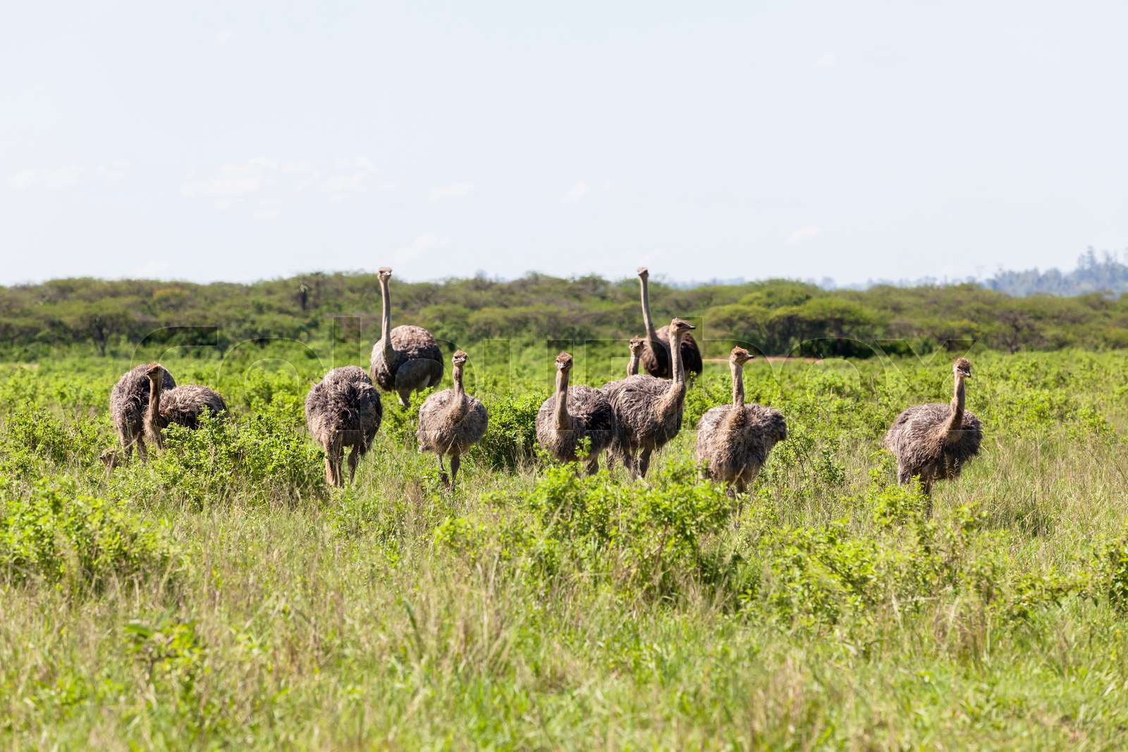 Ostrich Flock Wilderness | Stock image | Colourbox