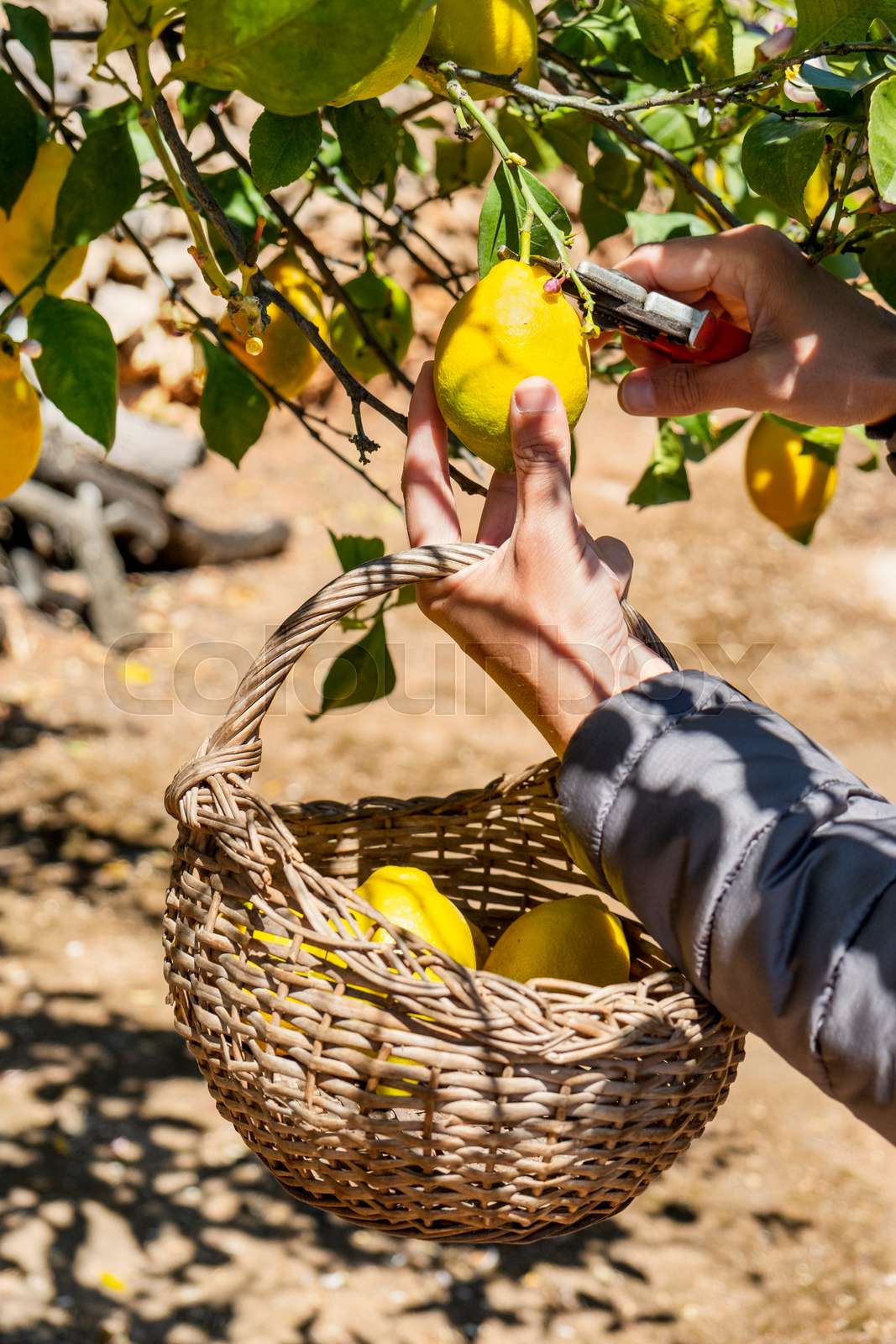 man harvesting lemons from a tree | Stock image | Colourbox