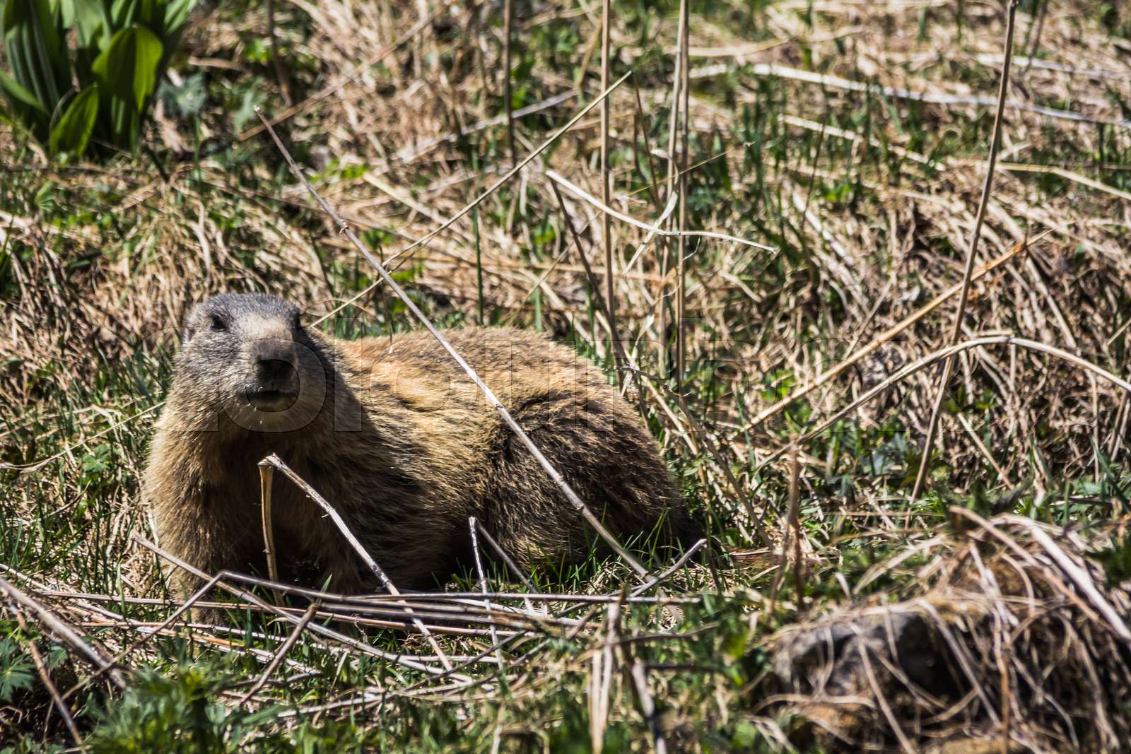 marmot in swiss national park near zernez in summer | Stock image ...
