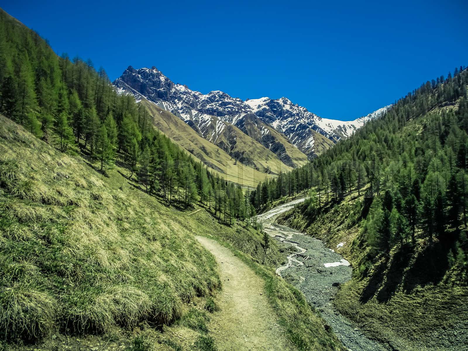 Hiking in swiss national park near zernez in summer | Stock image ...
