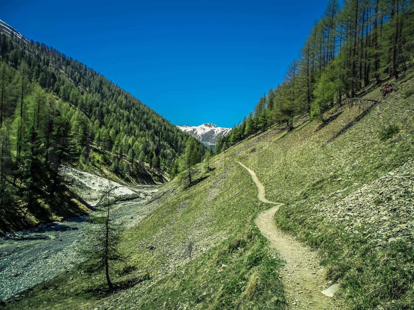 Hiking in swiss national park near zernez in summer | Stock image ...