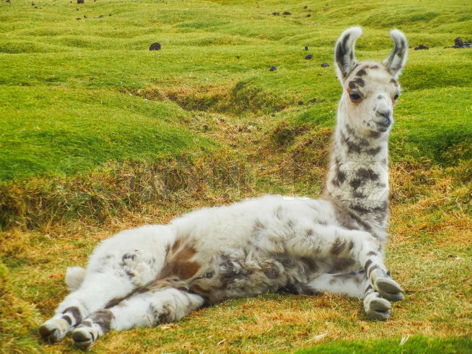Close up Portrait of an alpaca in bolivia | Stock image | Colourbox