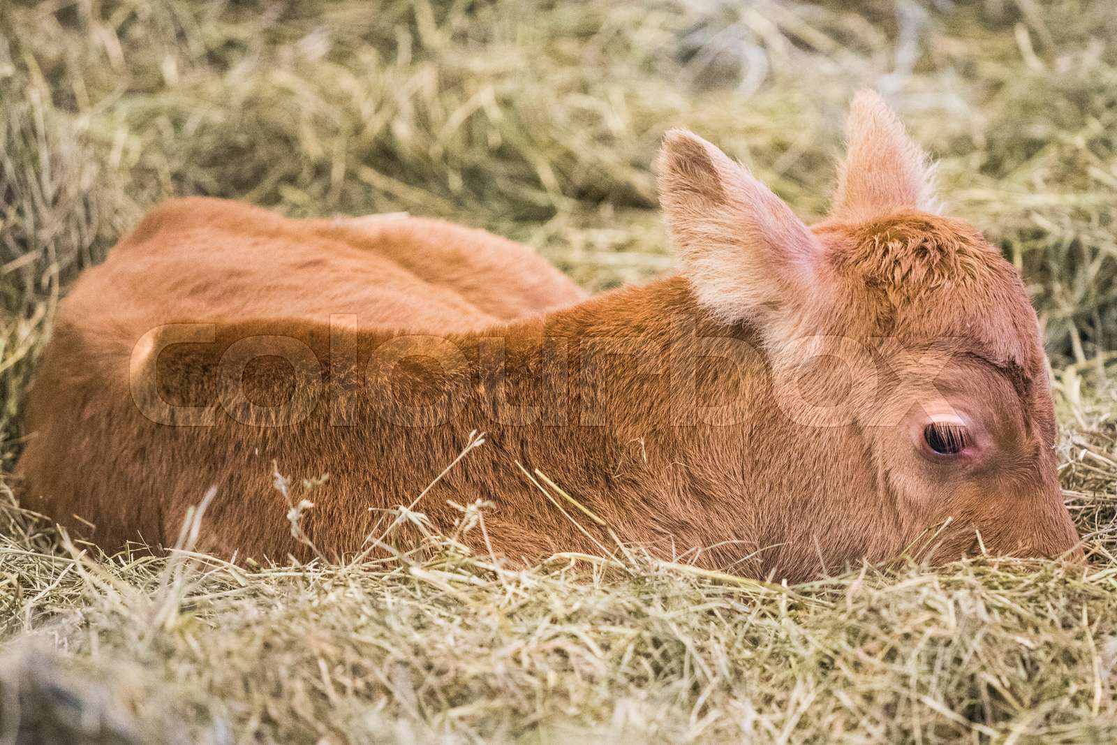 young cows lying on the ground and having a rest on Vogafjos Cowshed ...