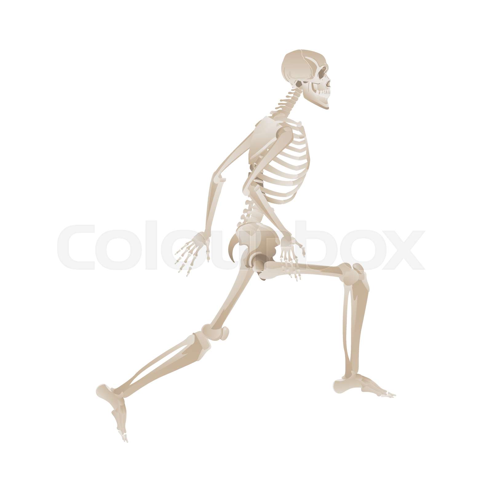Human skeleton jumping mid-air while running | Stock vector | Colourbox