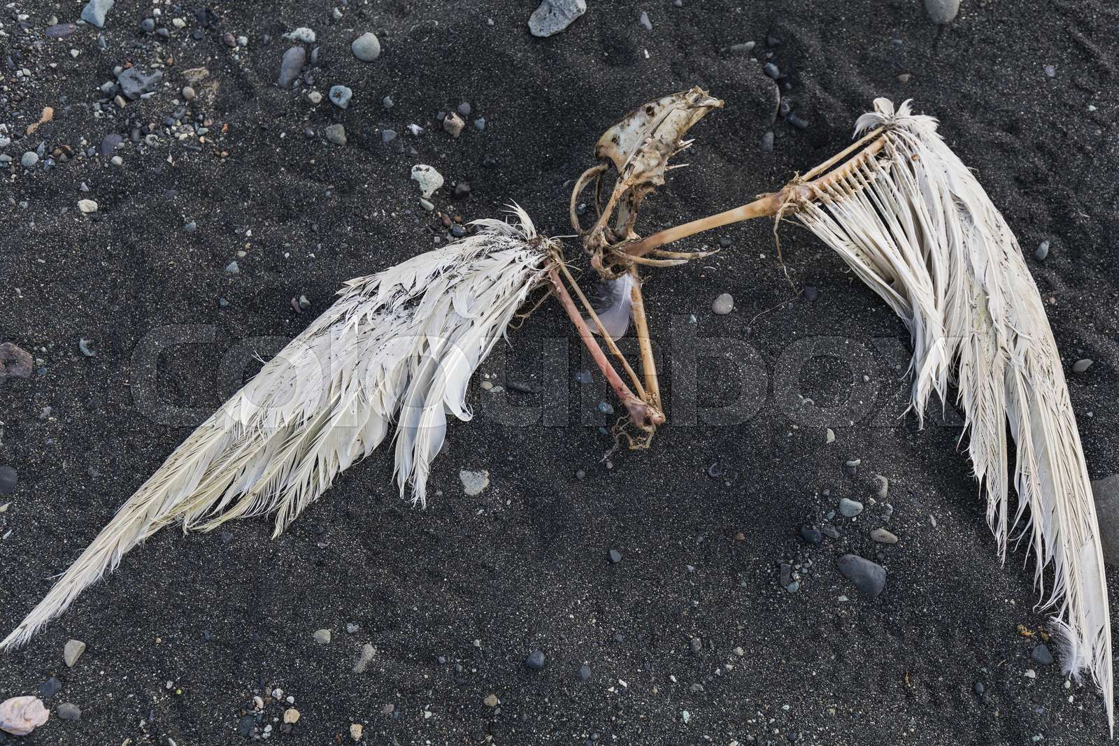 Dead rotting bird carcass on black sand beach | Stock image | Colourbox