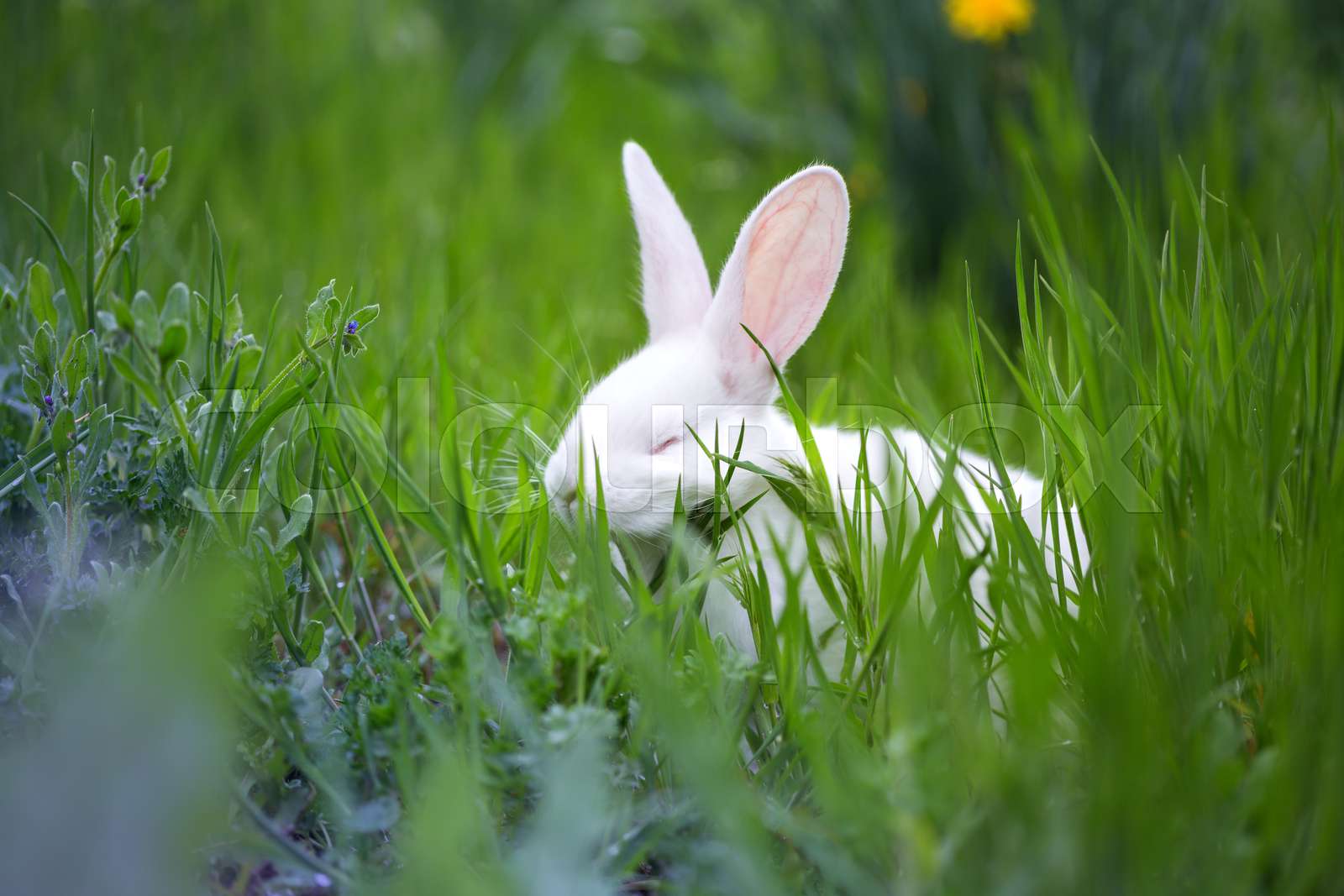 beautiful little white rabbit in the grass | Stock image | Colourbox