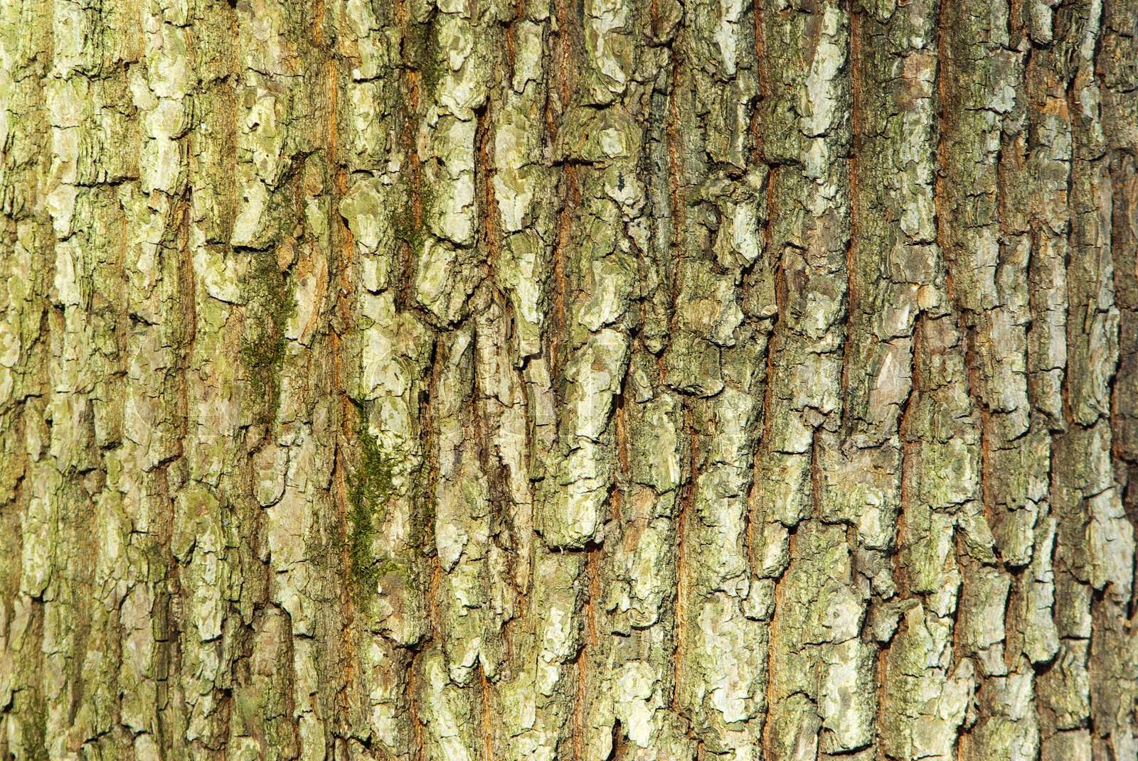 coarse | Stock image | Colourbox