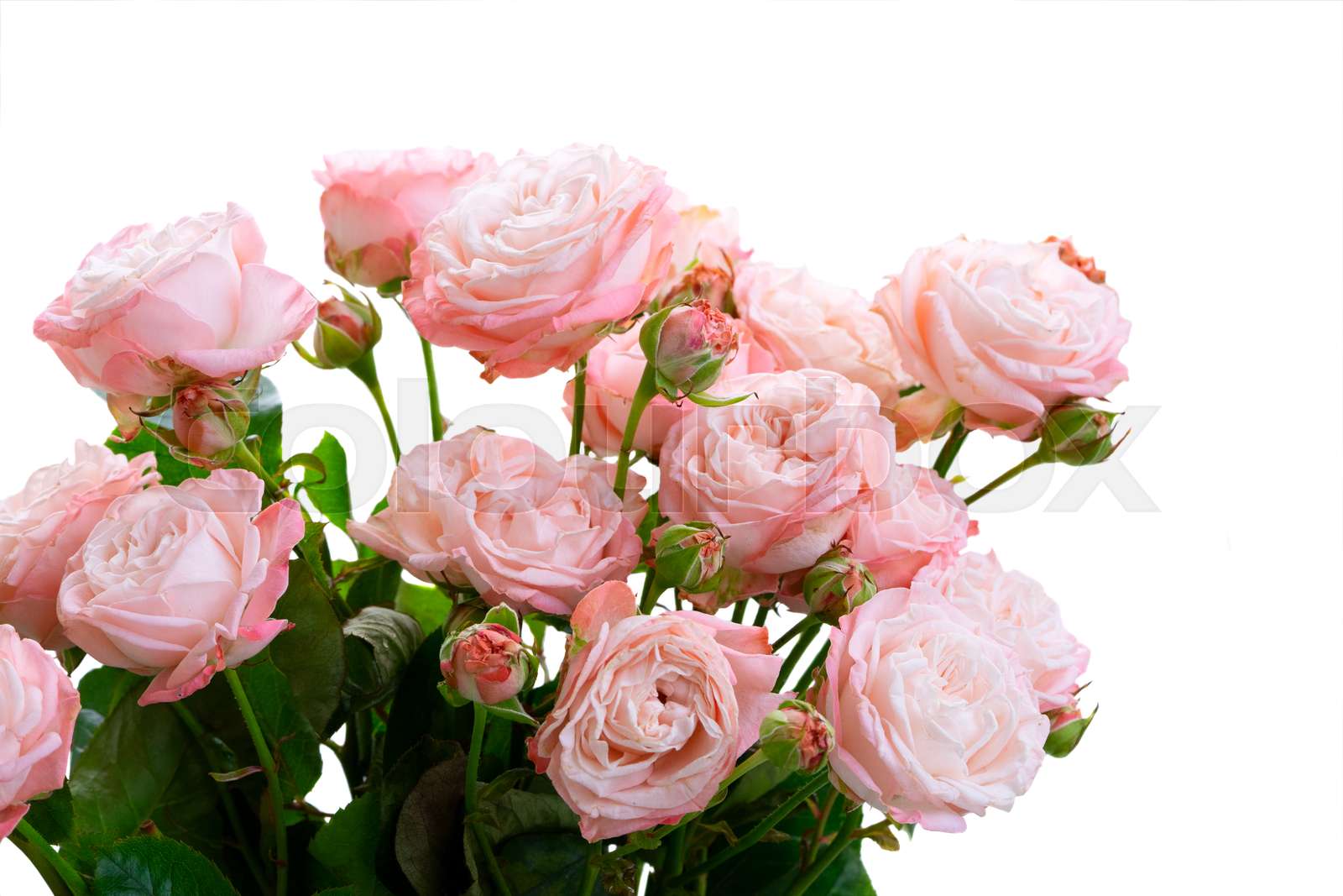 fresh rose flowers | Stock image | Colourbox