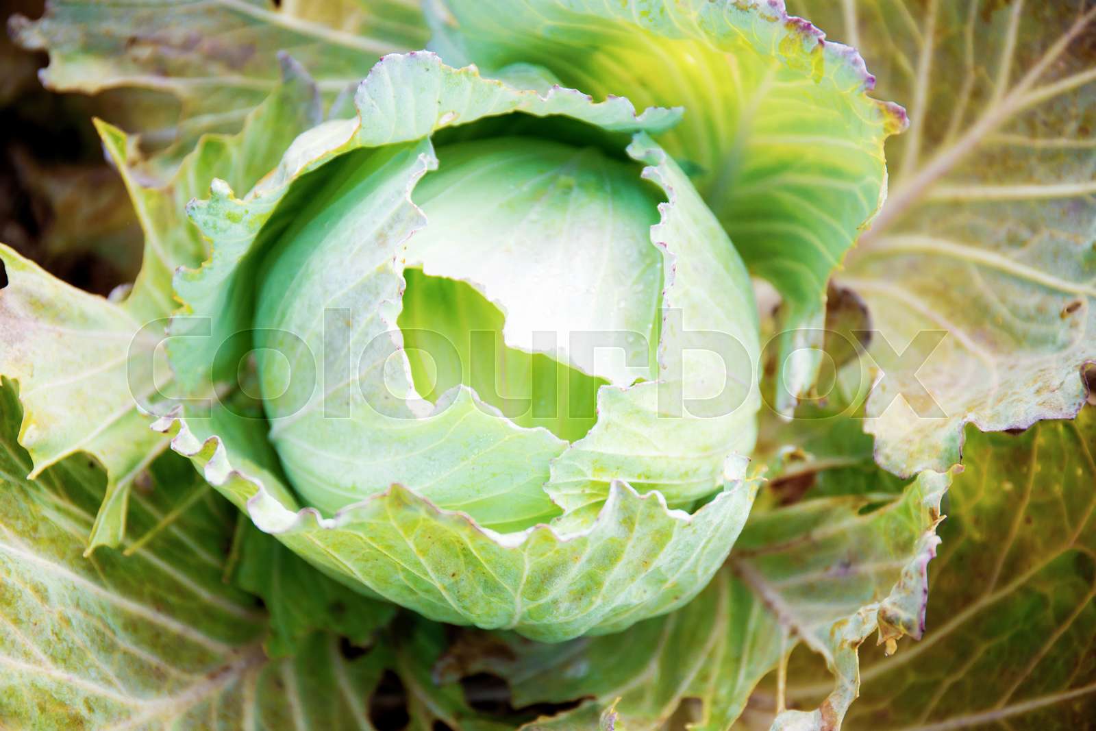 Cabbage of dries leaves in farm. | Stock image | Colourbox