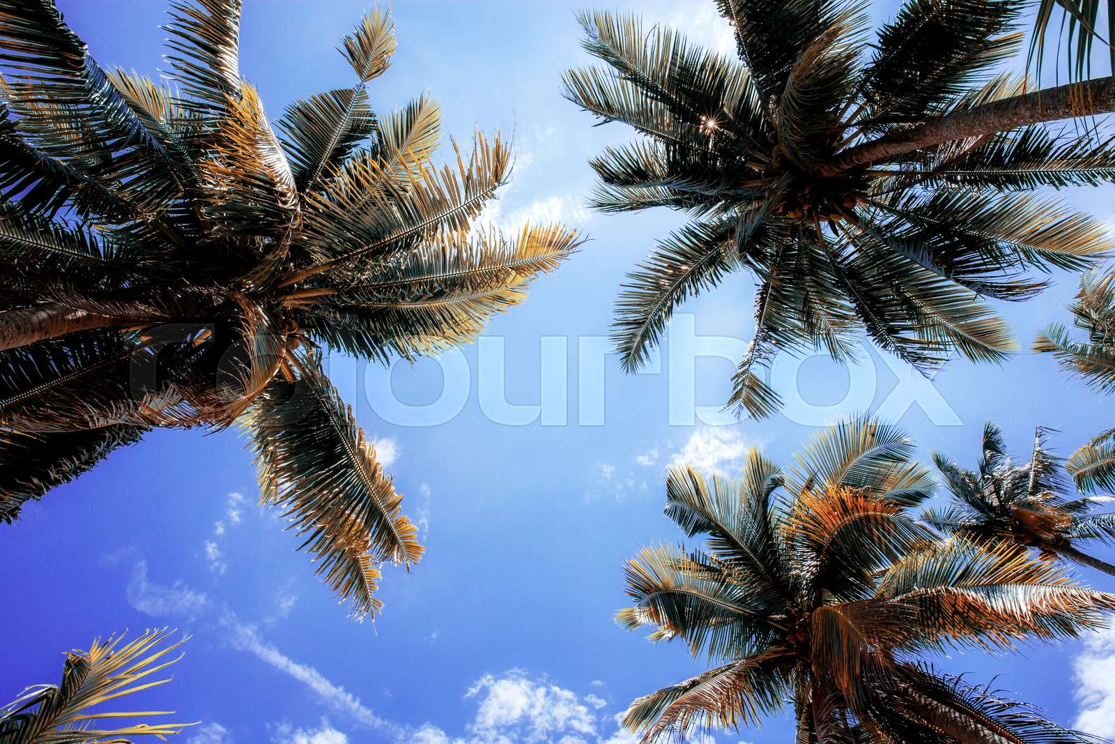 Palm tree at sunlight in summer. | Stock image | Colourbox