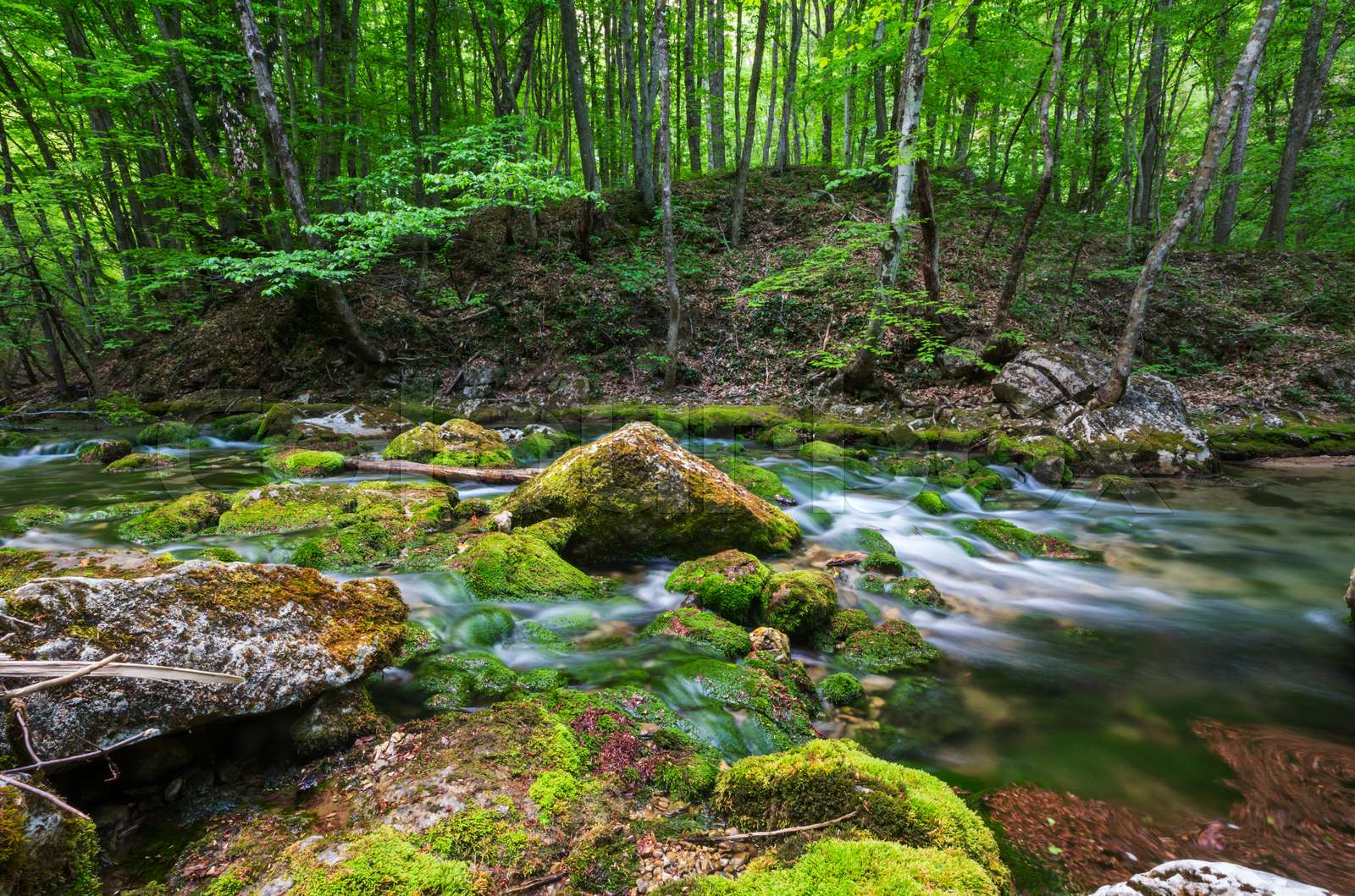 Creek in the forest | Stock image | Colourbox