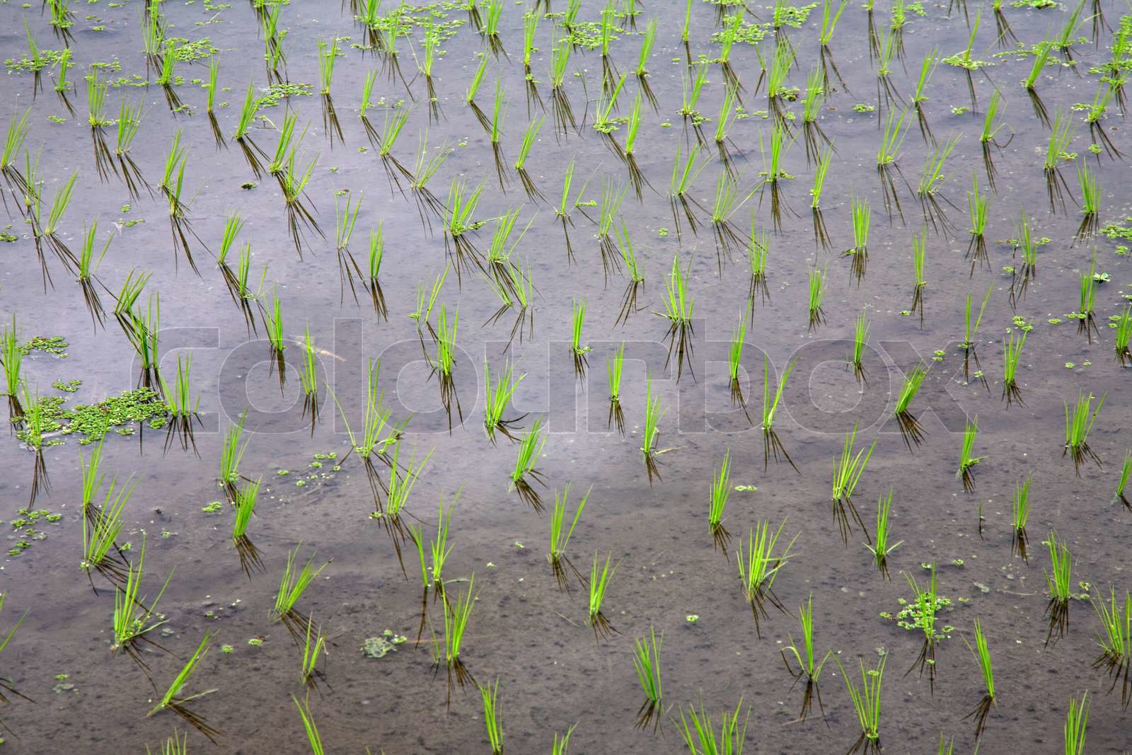 rice seedlings in a row | Stock image | Colourbox
