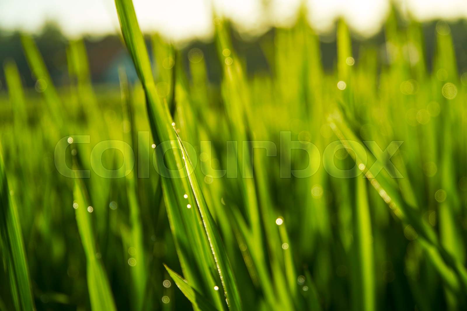 Shiny rice stems closeup. | Stock image | Colourbox