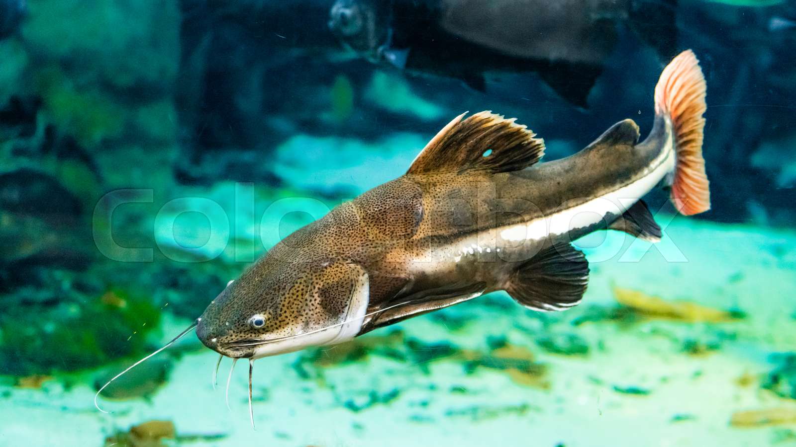 catfish in the aquarium | Stock image | Colourbox