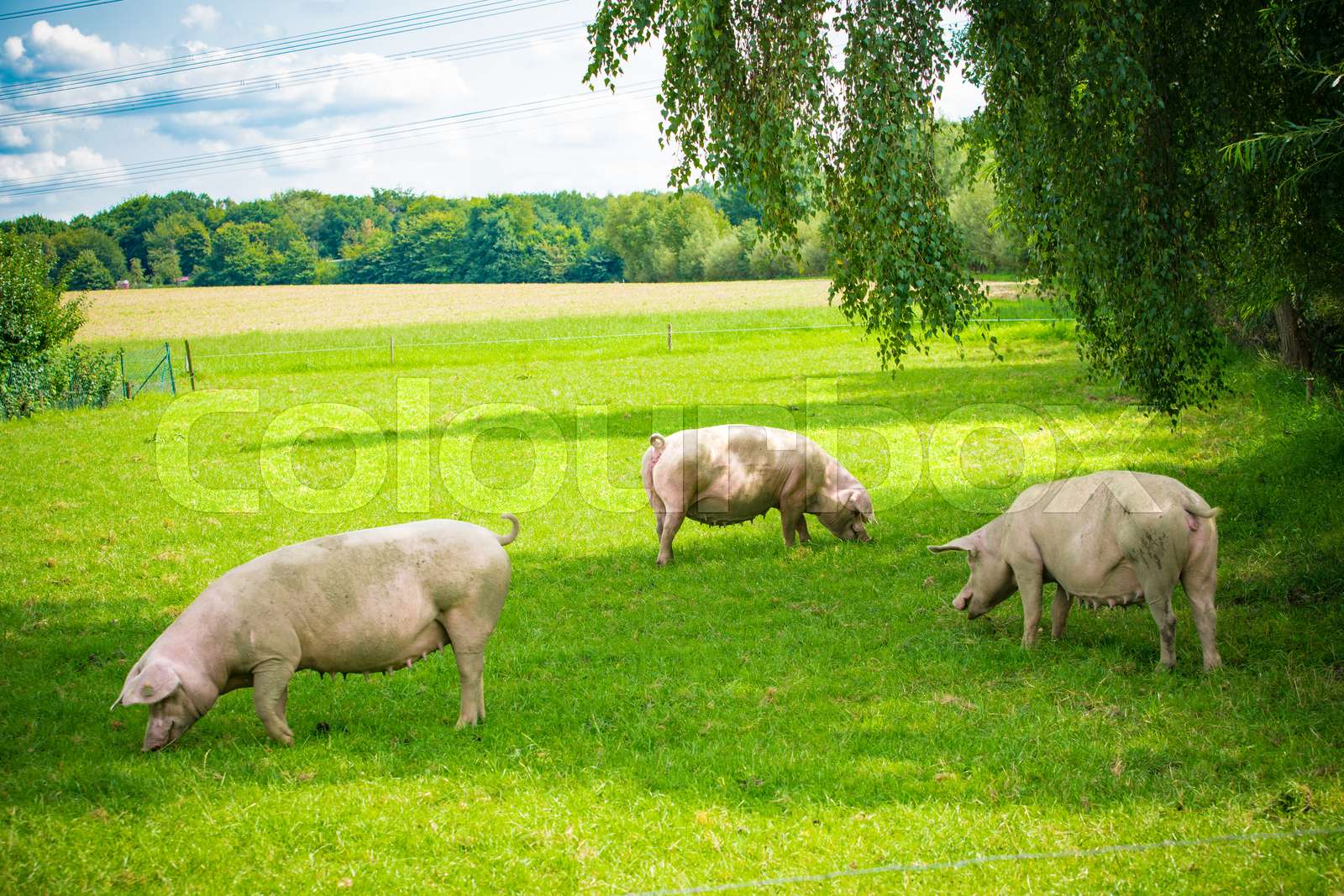 pigs in field. Healthy pig on meadow | Stock image | Colourbox