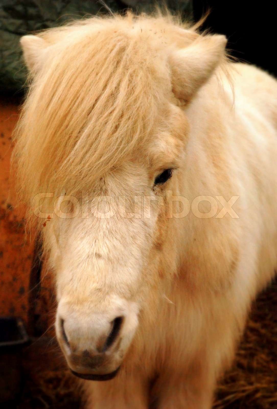 Cute White Pony with a Soft Mane | Stock image | Colourbox