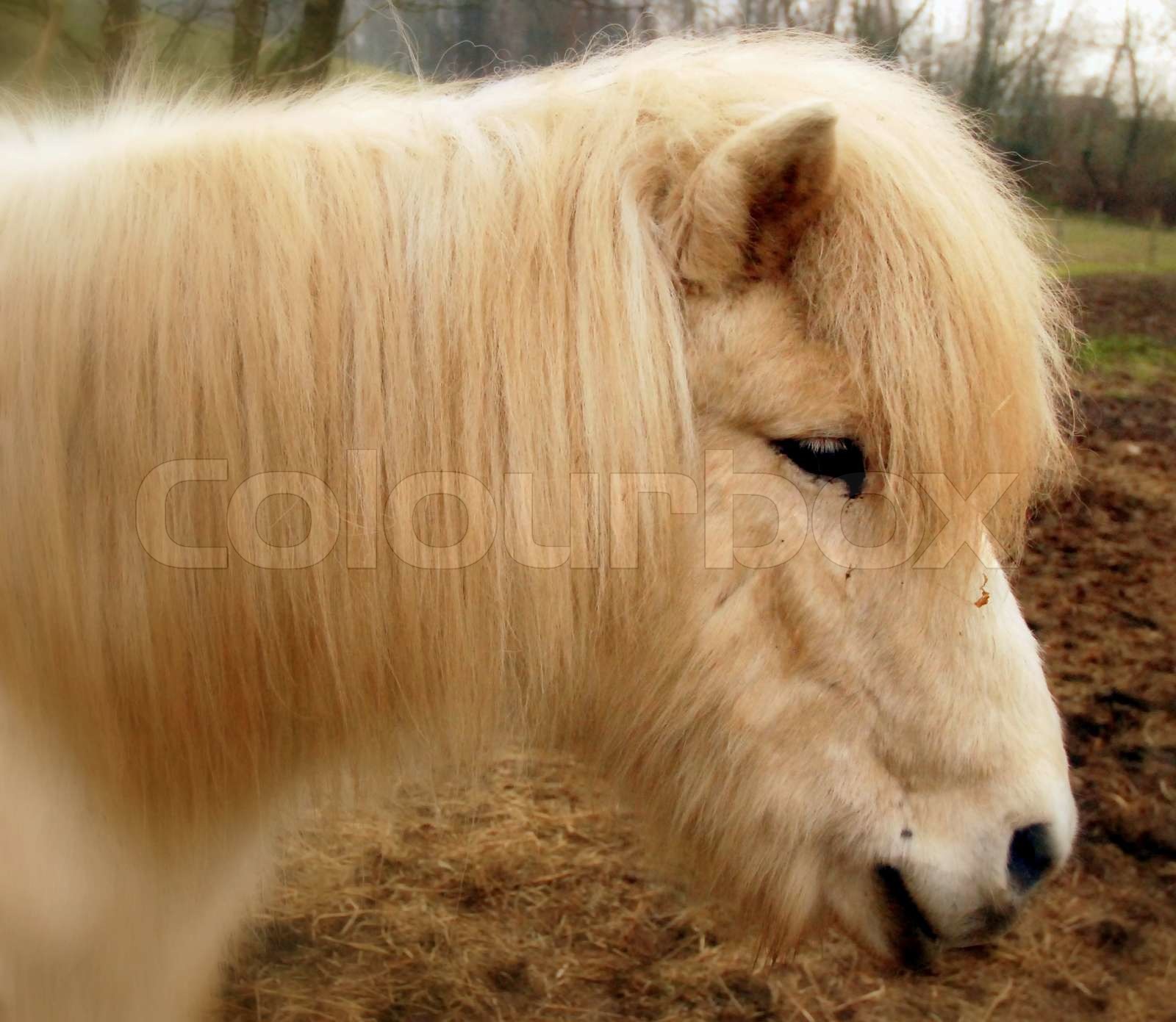 Cute White Pony with a Soft Mane | Stock image | Colourbox