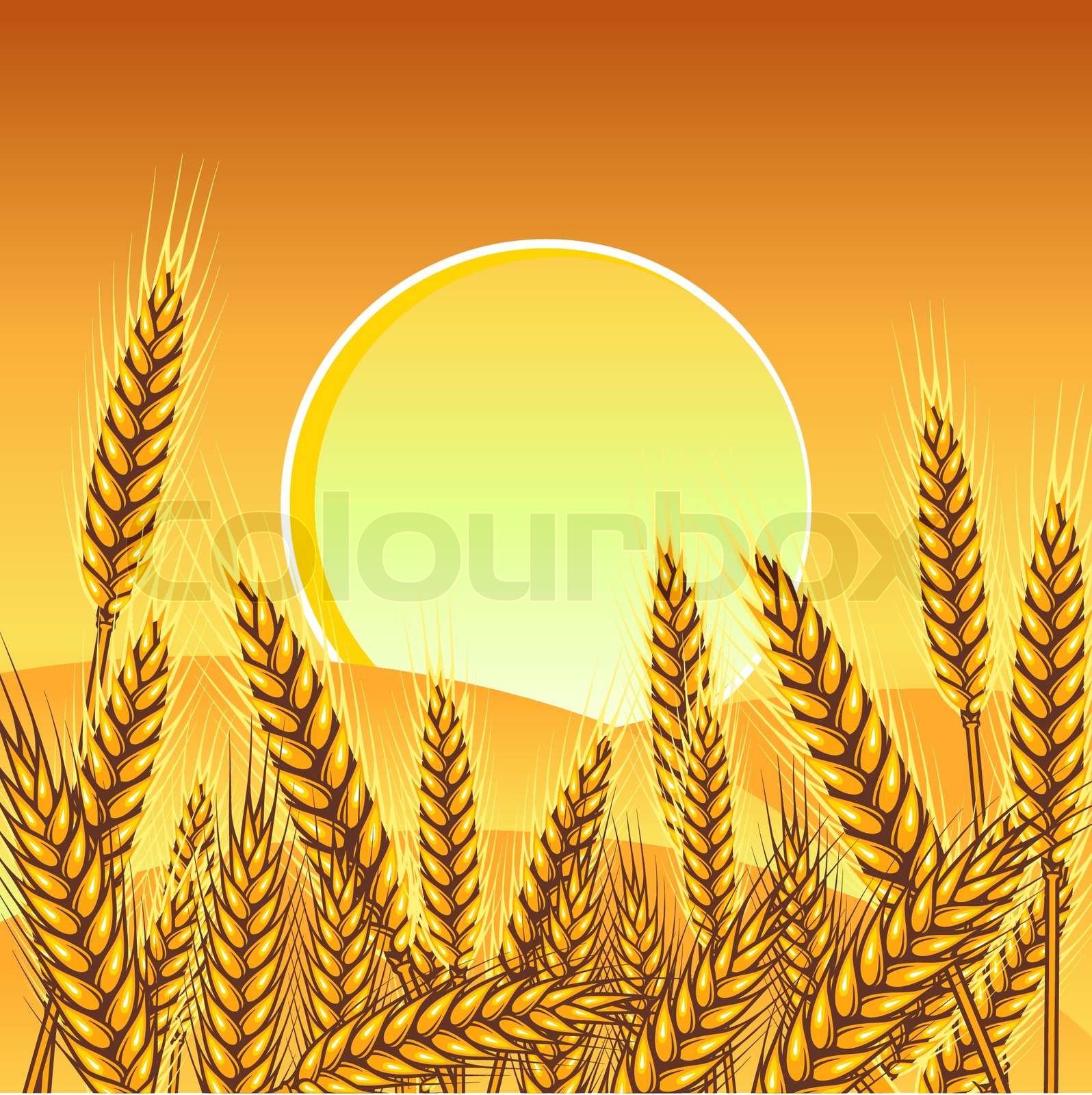 weizen, vektor, illustration | Stock-Vektor | Colourbox