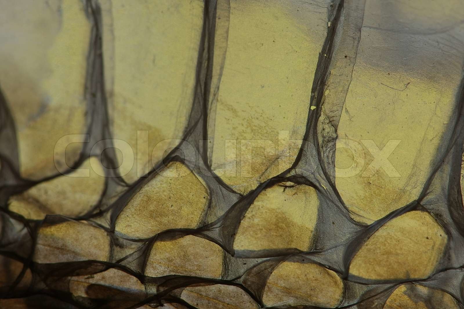 Close-up of viper´s skin | Stock image | Colourbox