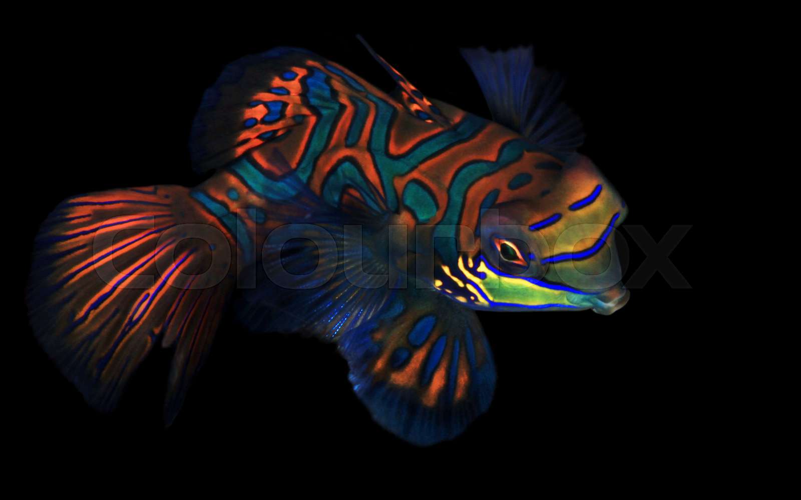 Mandarinfish | Stock image | Colourbox