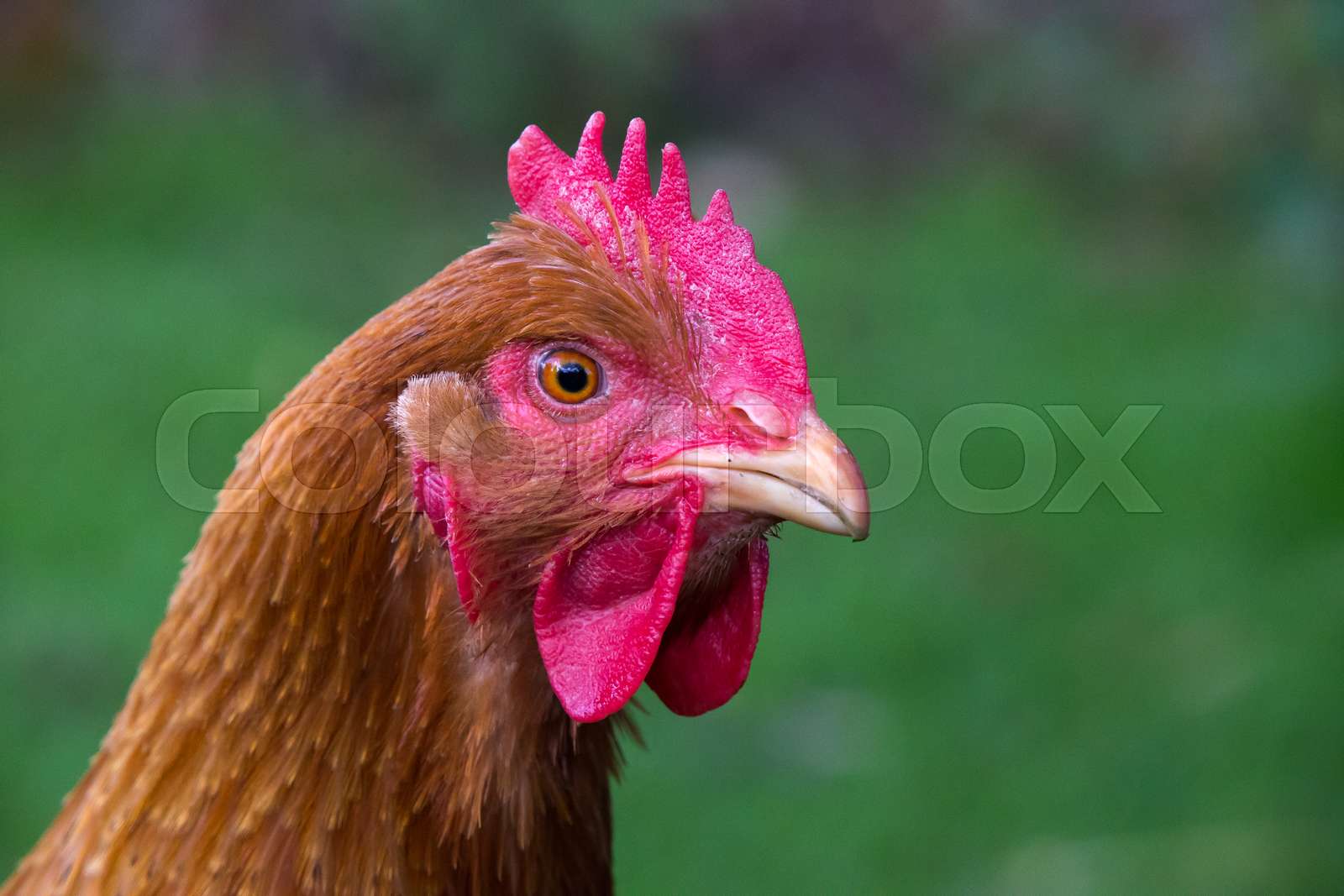 new, hampshire, hen | Stock image | Colourbox