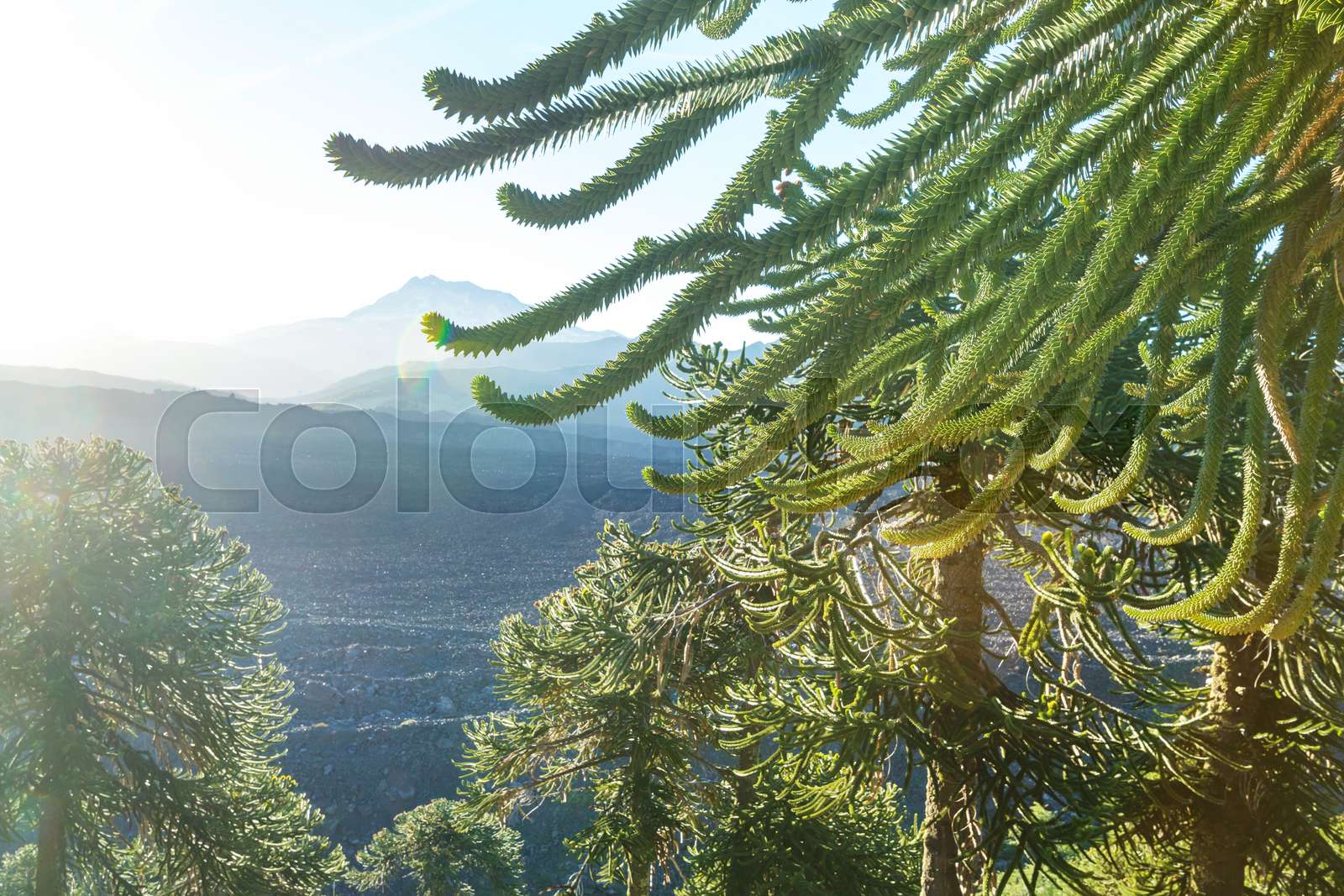 Araucaria | Stock image | Colourbox