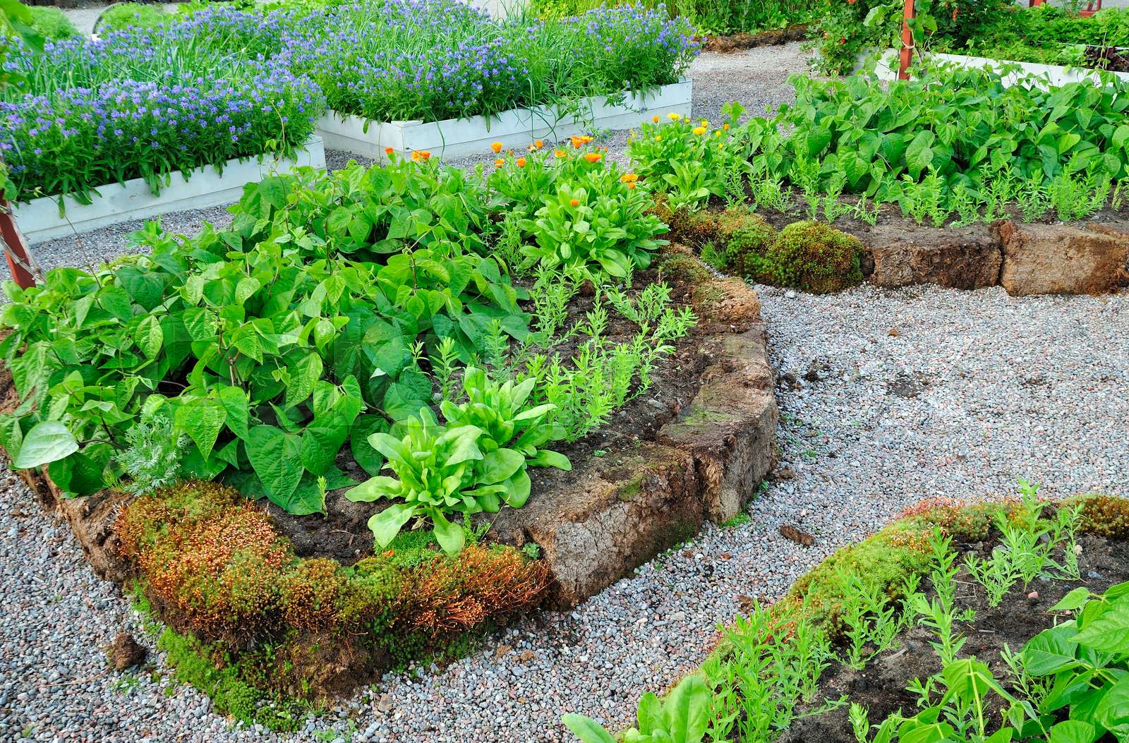 Wooden vegetable garden boxes | Stock image | Colourbox