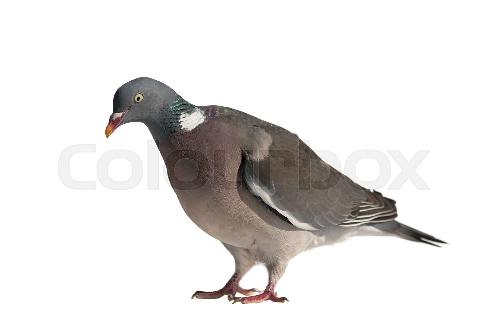Wood pigeon side view | Stock image | Colourbox