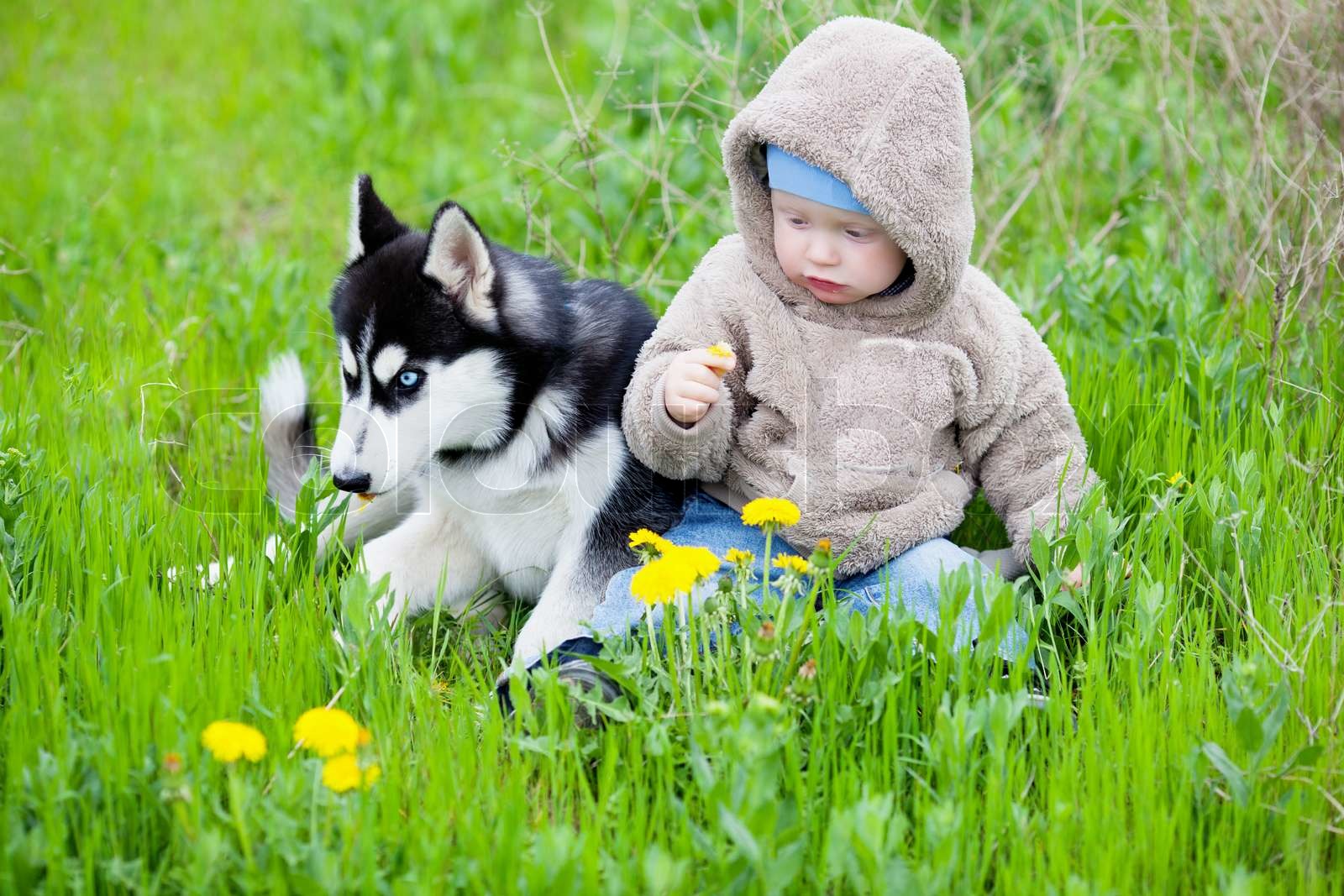 Child with puppy husky | Stock image | Colourbox