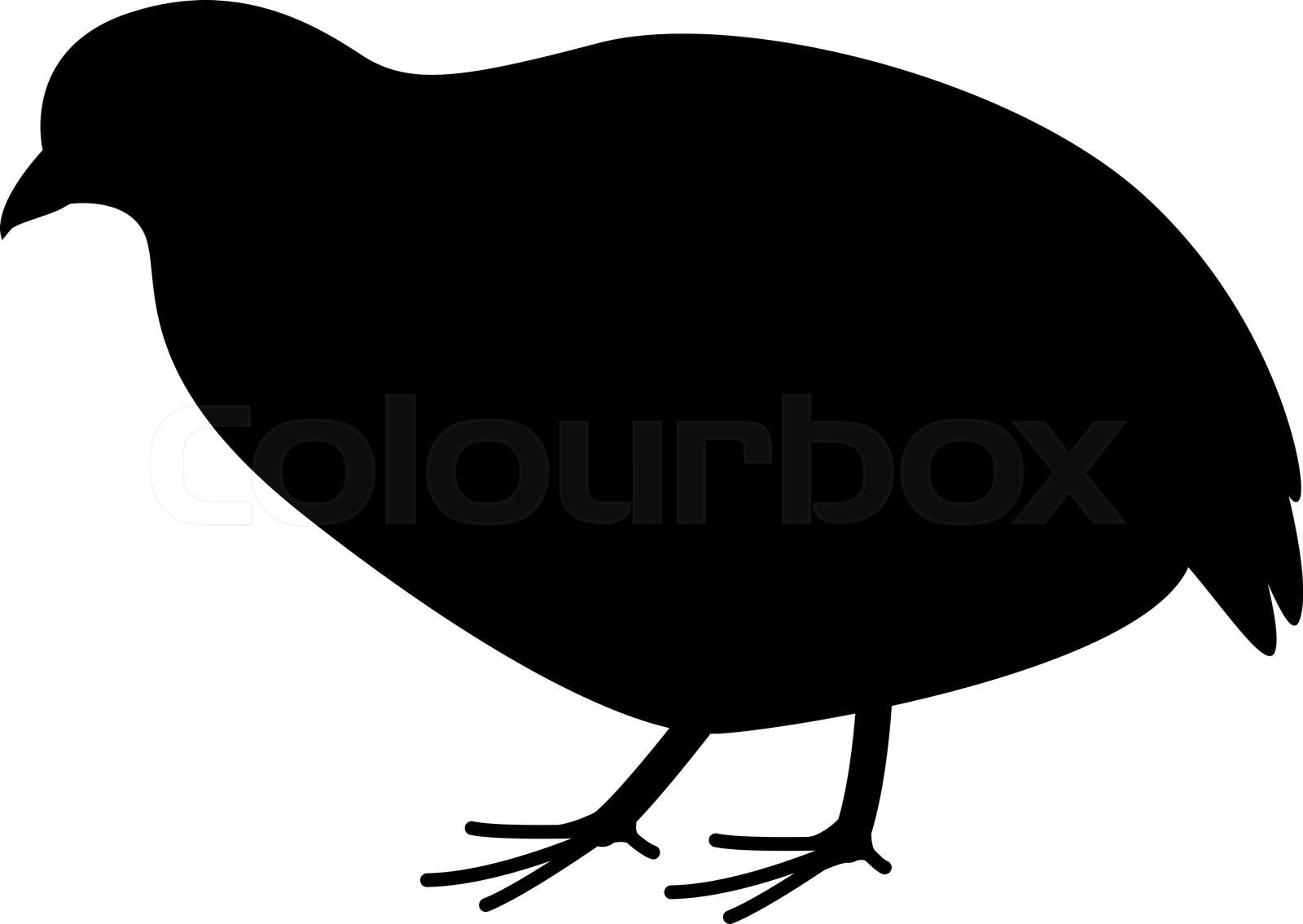 partridge, vector illustration, | Stock vector | Colourbox