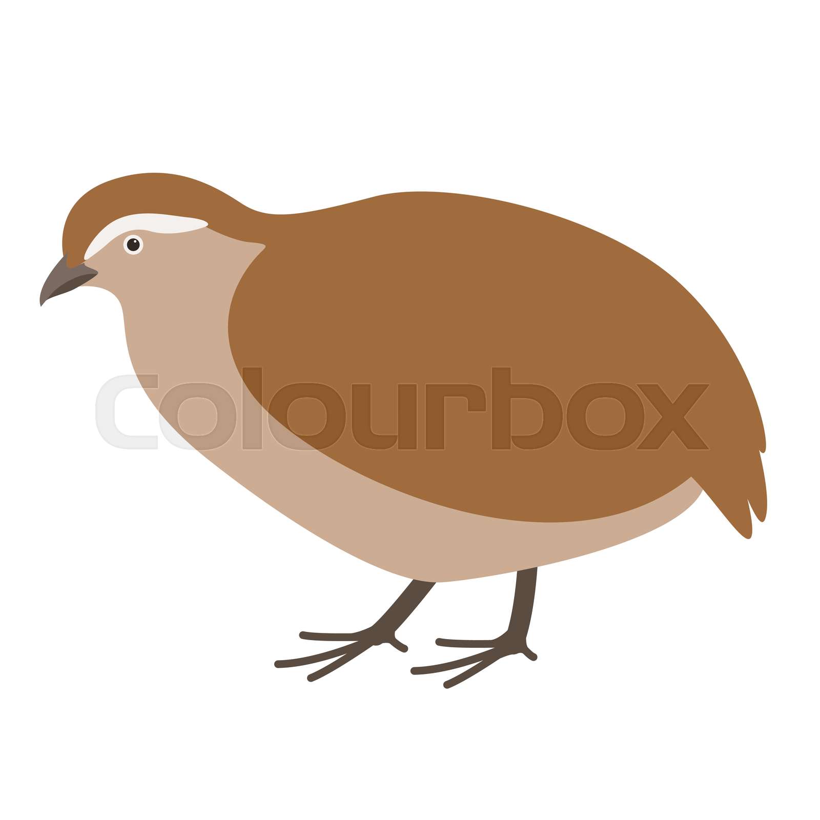 partridge, vector illustration | Stock vector | Colourbox