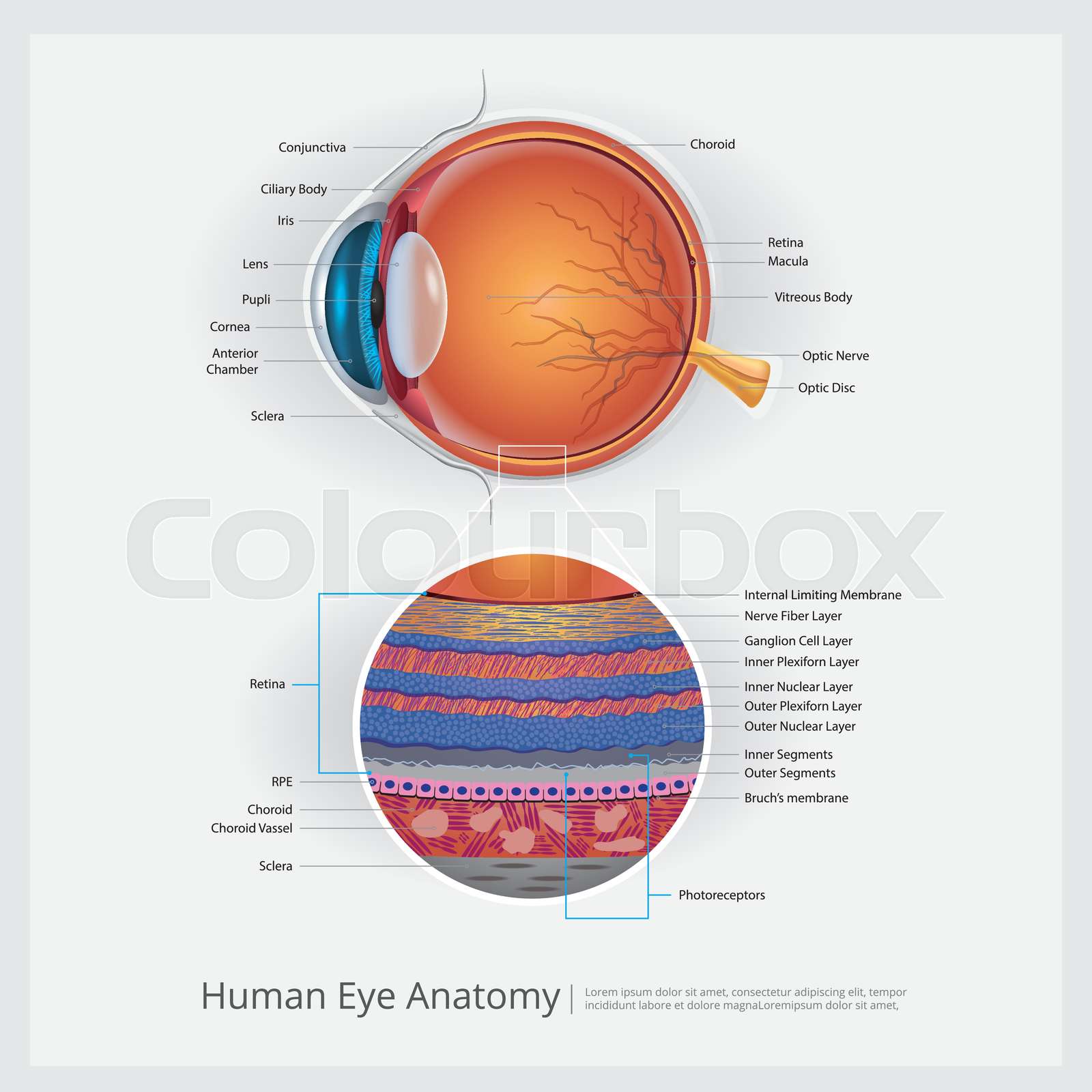 Human Eye Anatomy and Normal Lens Vector Illustration | Stock vector ...
