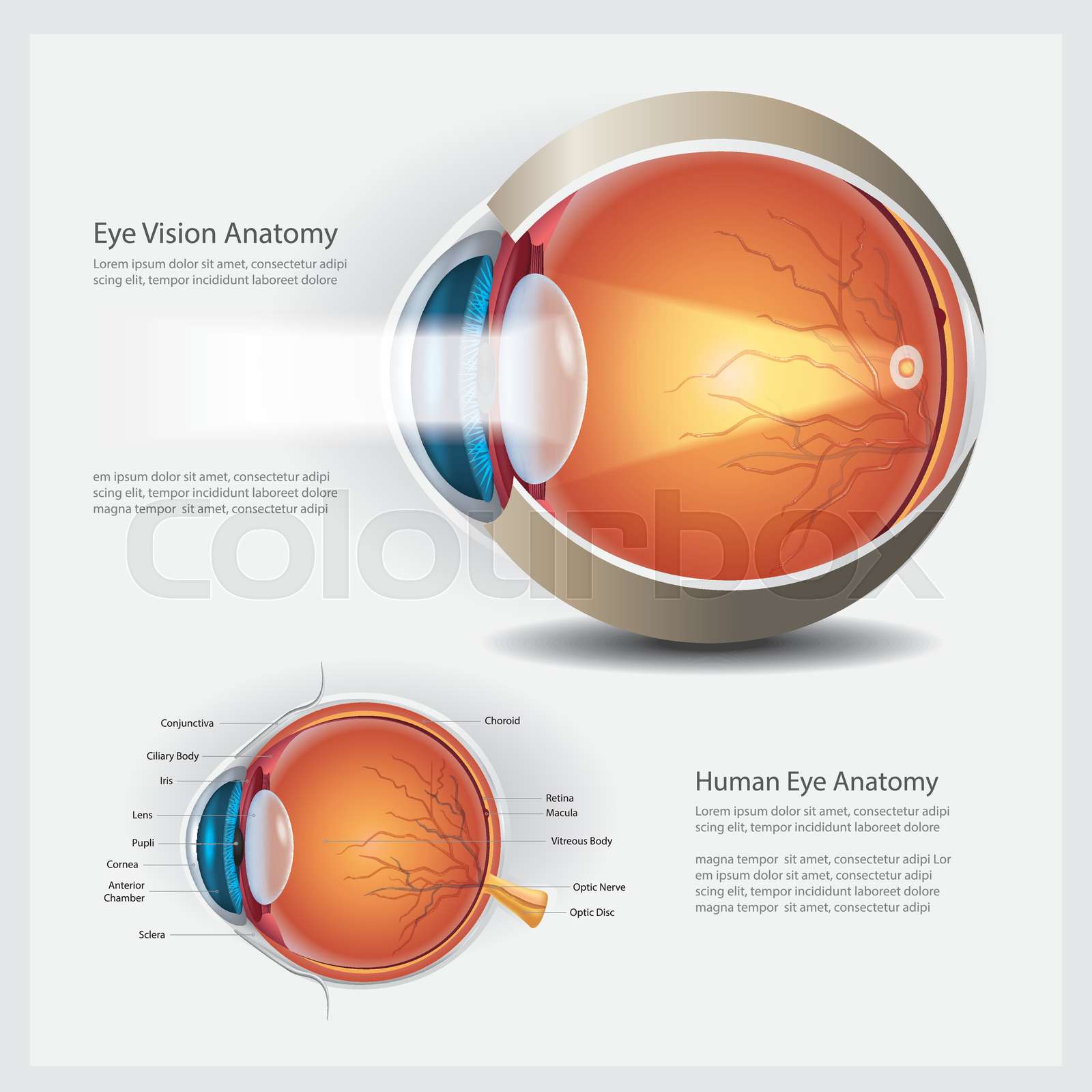 Human Eye Anatomy and Normal Lens Vector Illustration | Stock vector ...