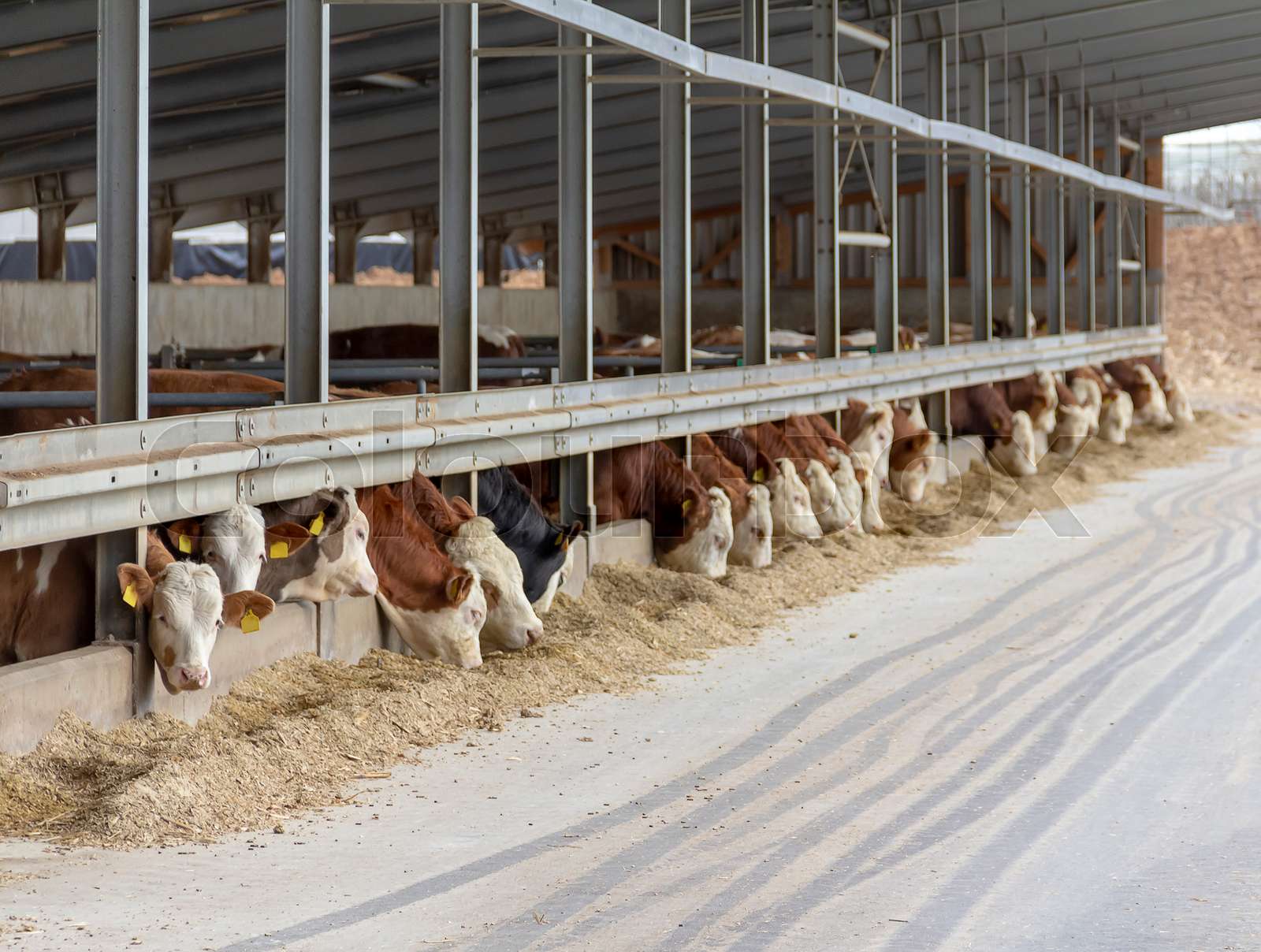 some cattle in a stable | Stock image | Colourbox