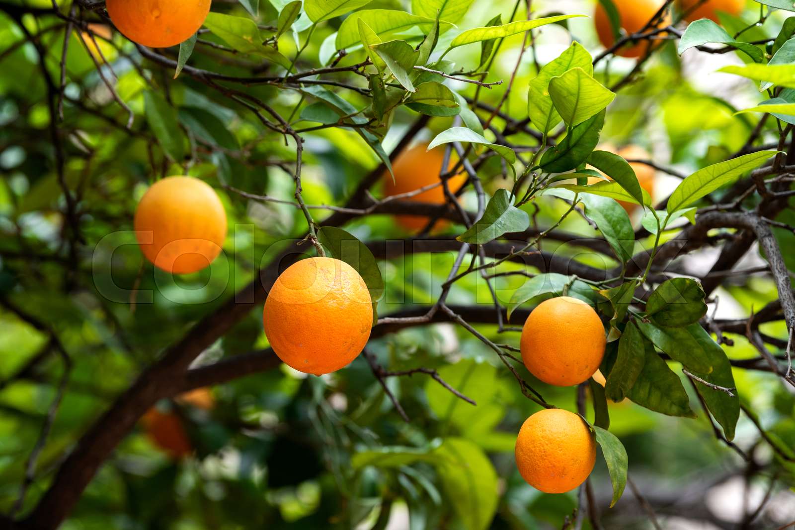 orange fruit on the trees | Stock image | Colourbox