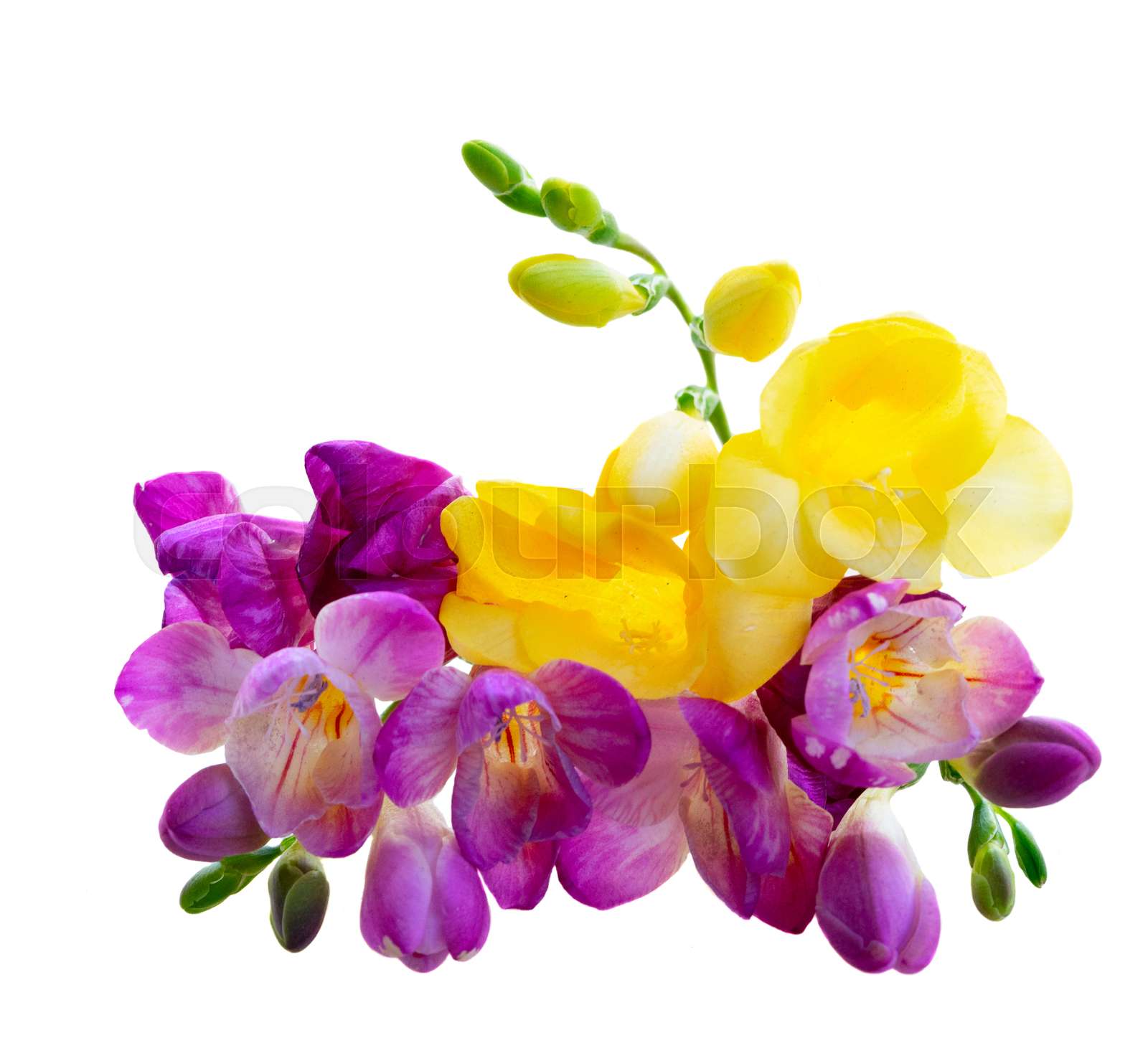 Purple Freesia Flowers