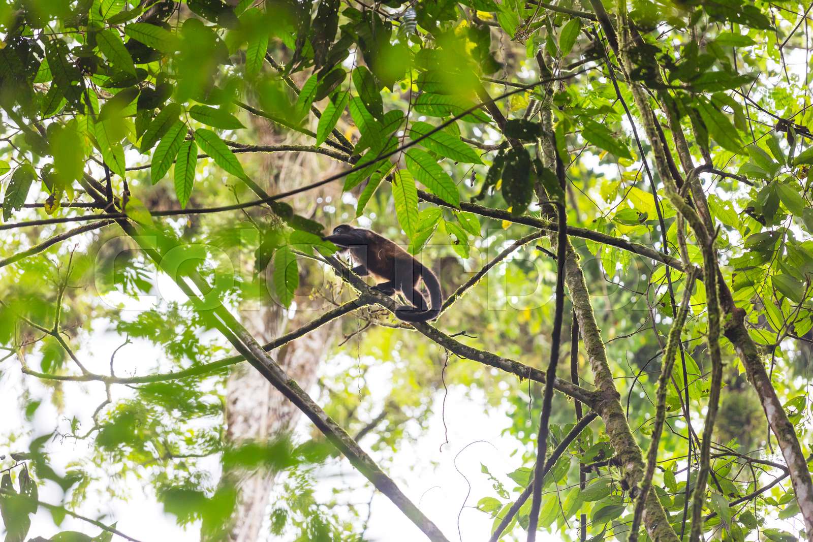 Monkey in Costa Rica | Stock image | Colourbox