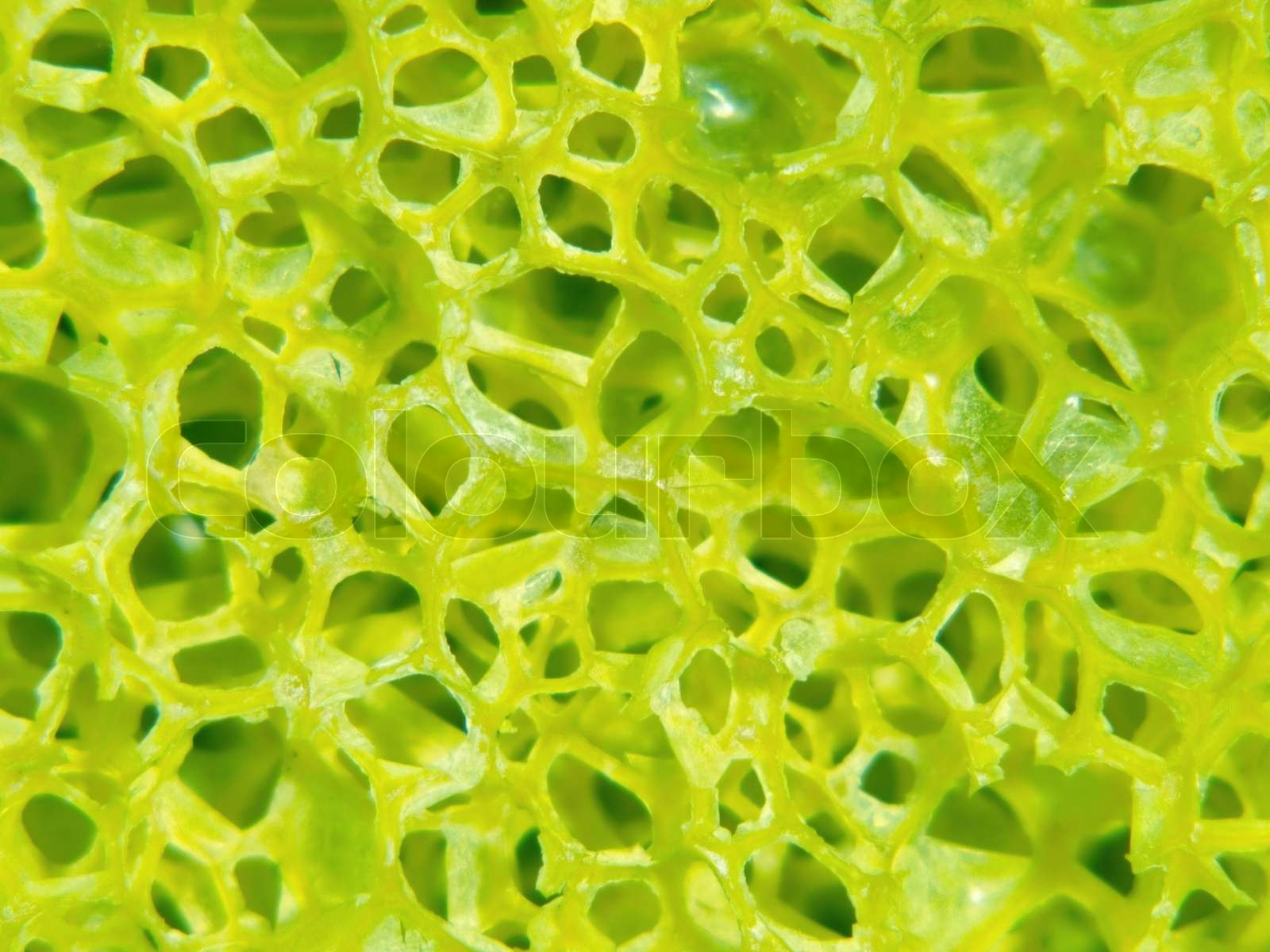 Green porous structure | Stock image | Colourbox