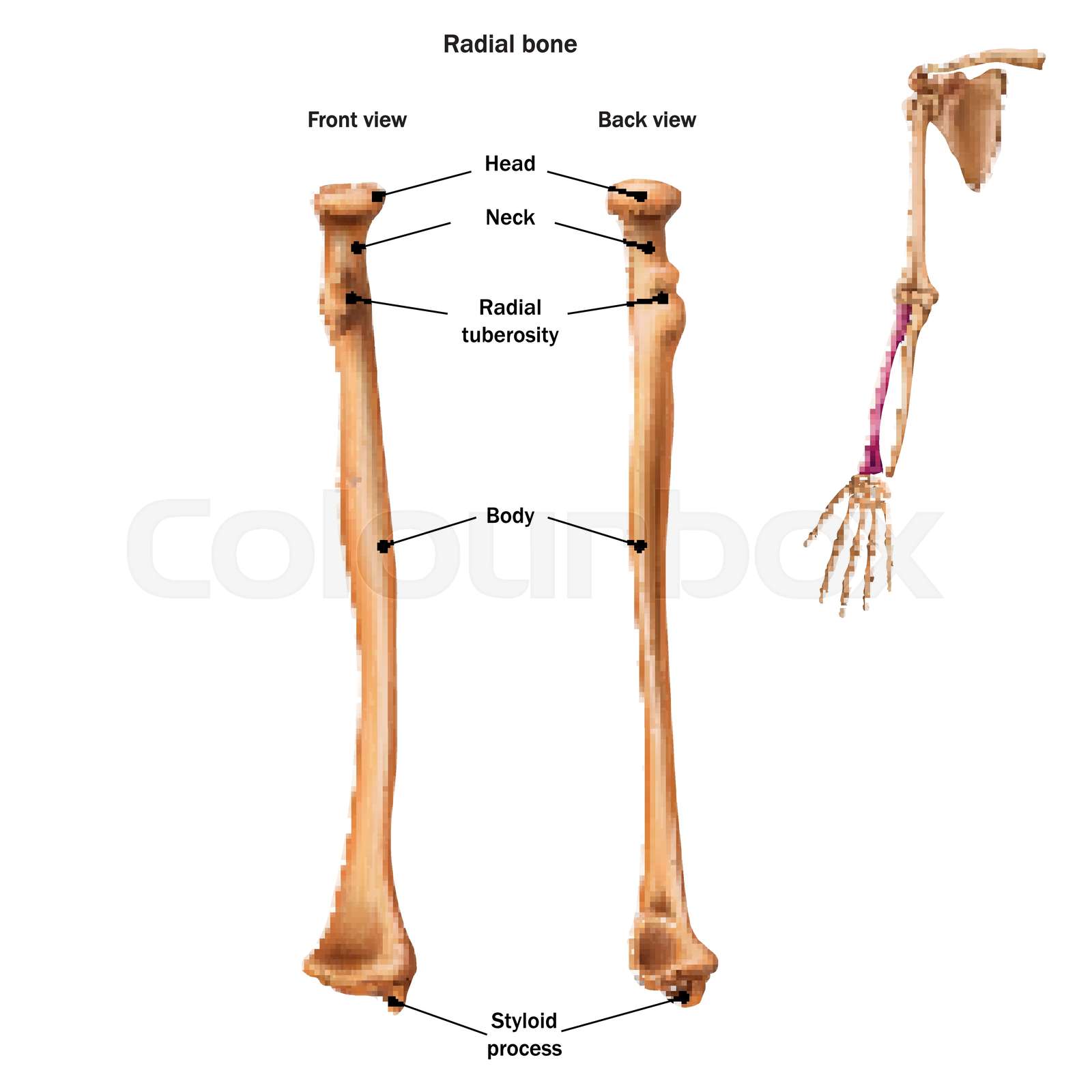The structure of the radial bone with the name and description of all ...