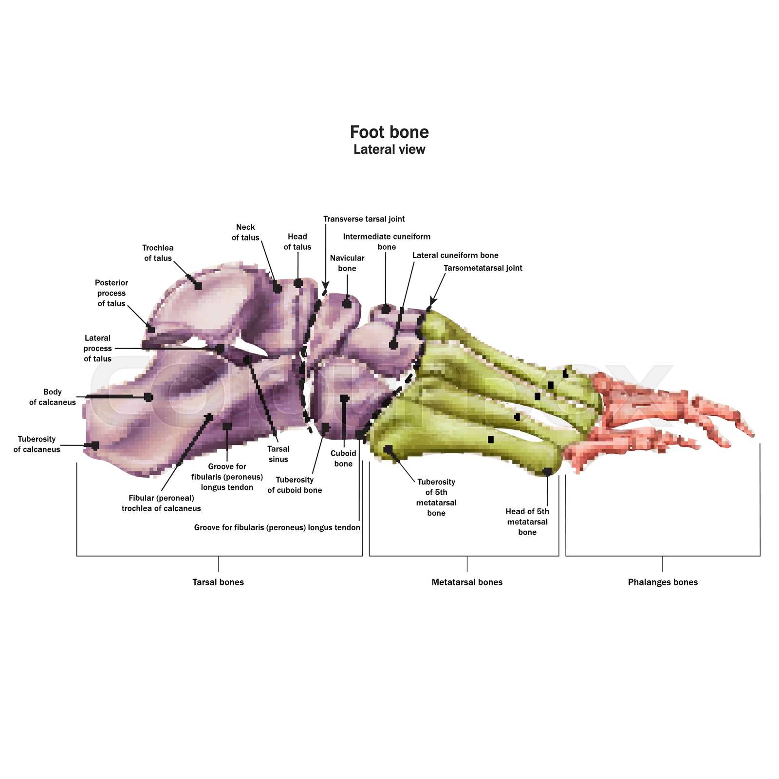 Lateral Foot Bone Anatomy
